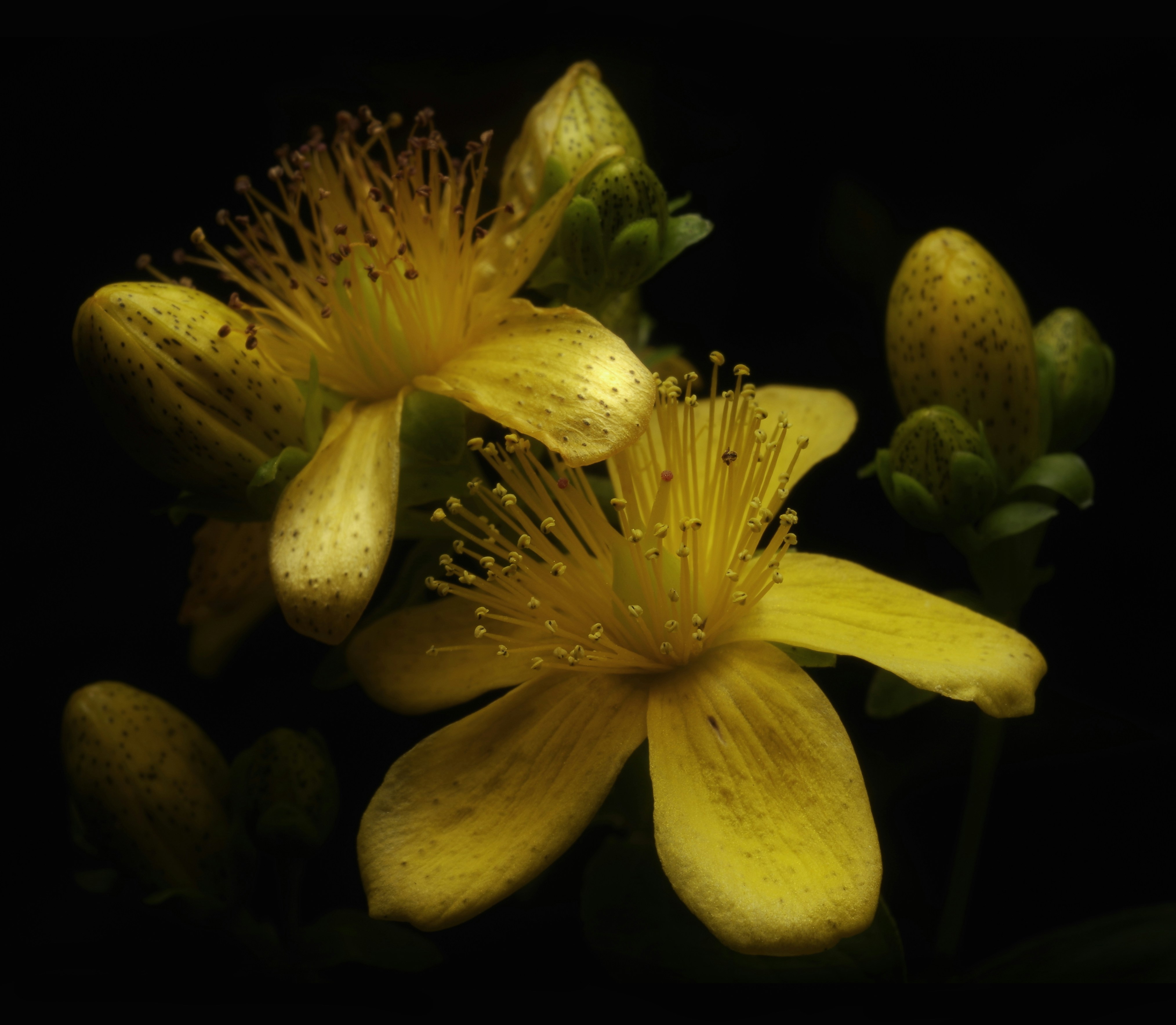 Delicate yellow flowers with intricate stamens, set against a dark background, creating a striking contrast.