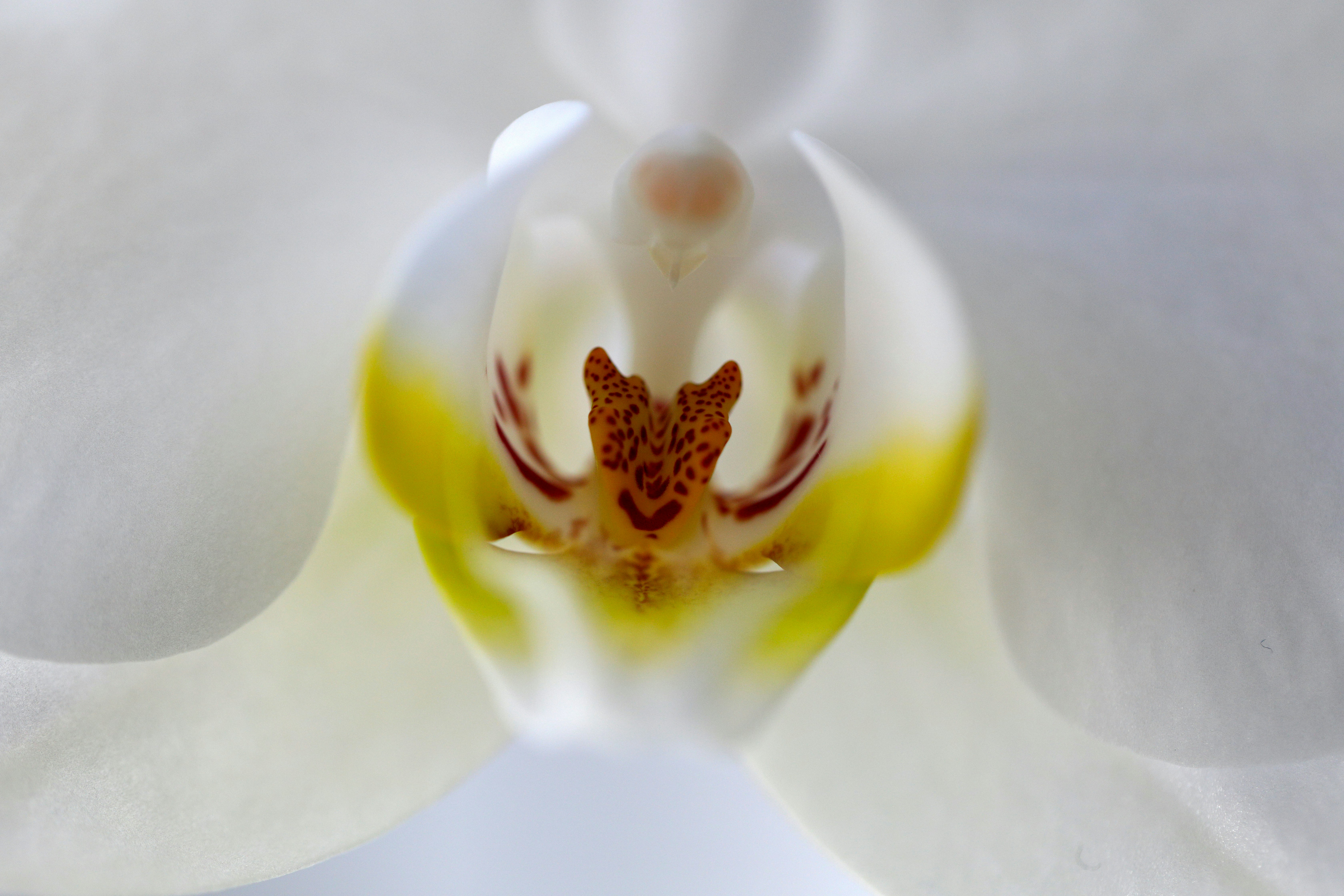 Center of Delicate Light: Macro Portrait of Orchid Lip