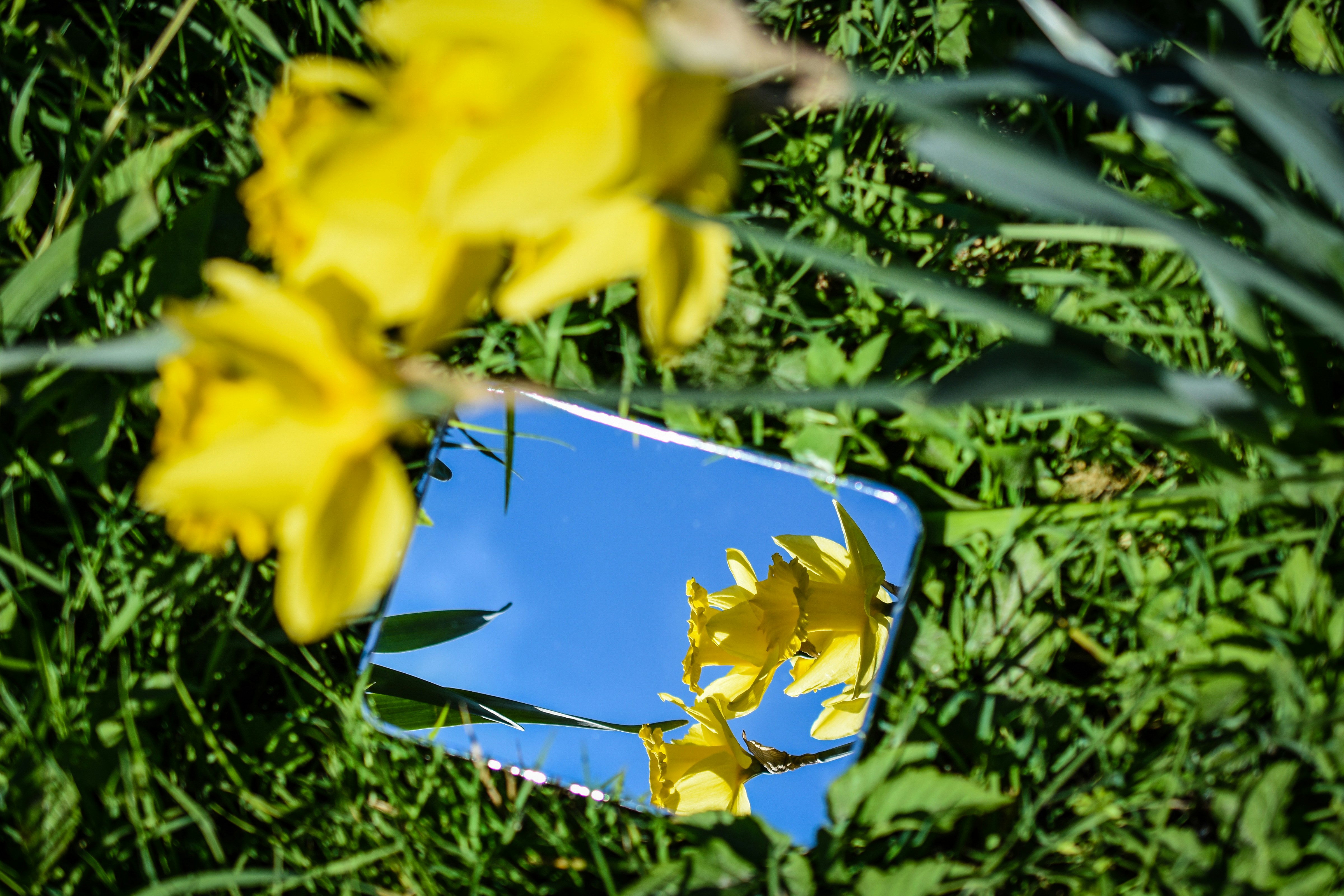 A mirror resting on lush grass reflects vibrant yellow flowers against a clear blue sky.