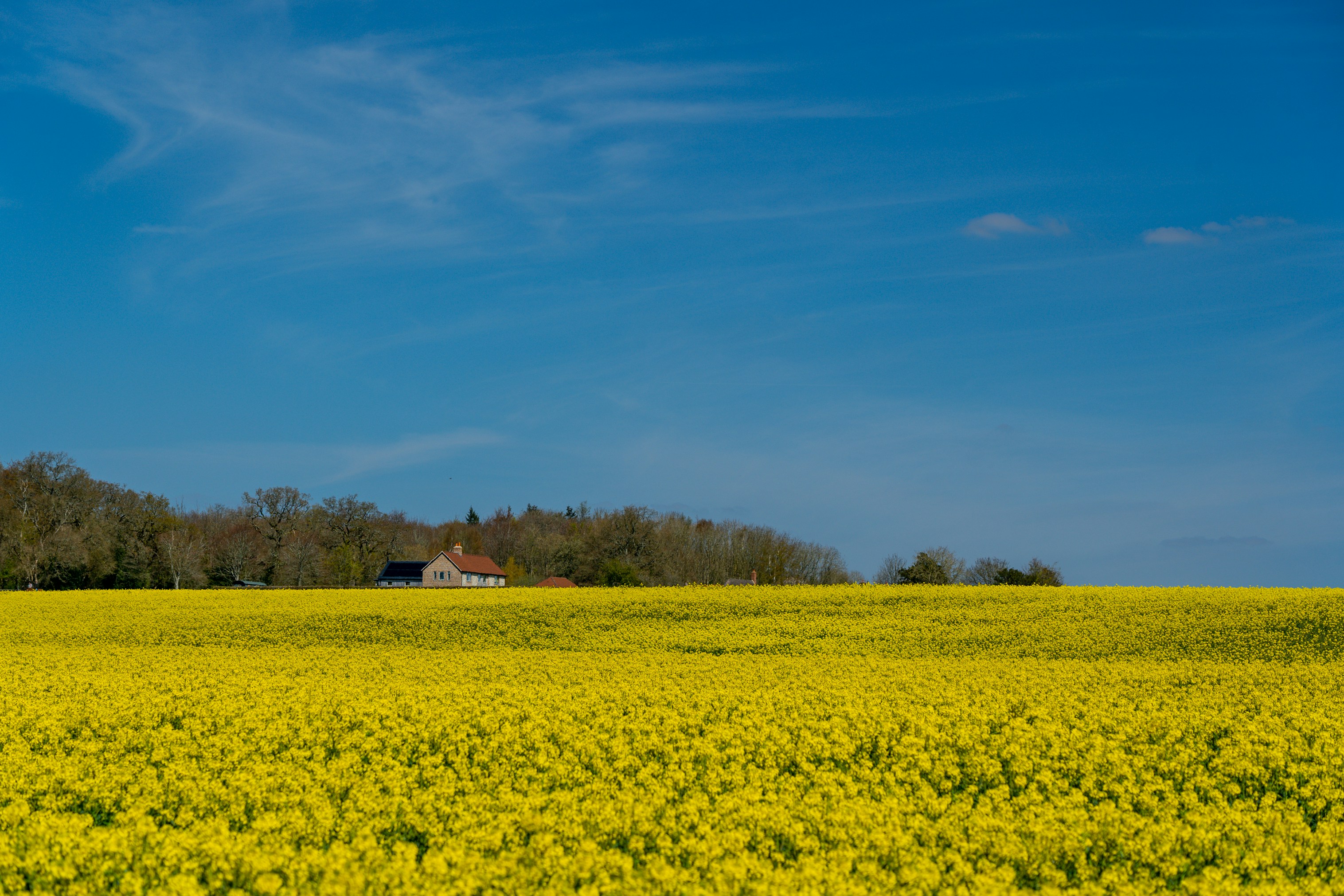 Vibrant yellow rapeseed flowers blanket the landscape, with a quaint farmhouse nestled in the background under a clear blue sky.