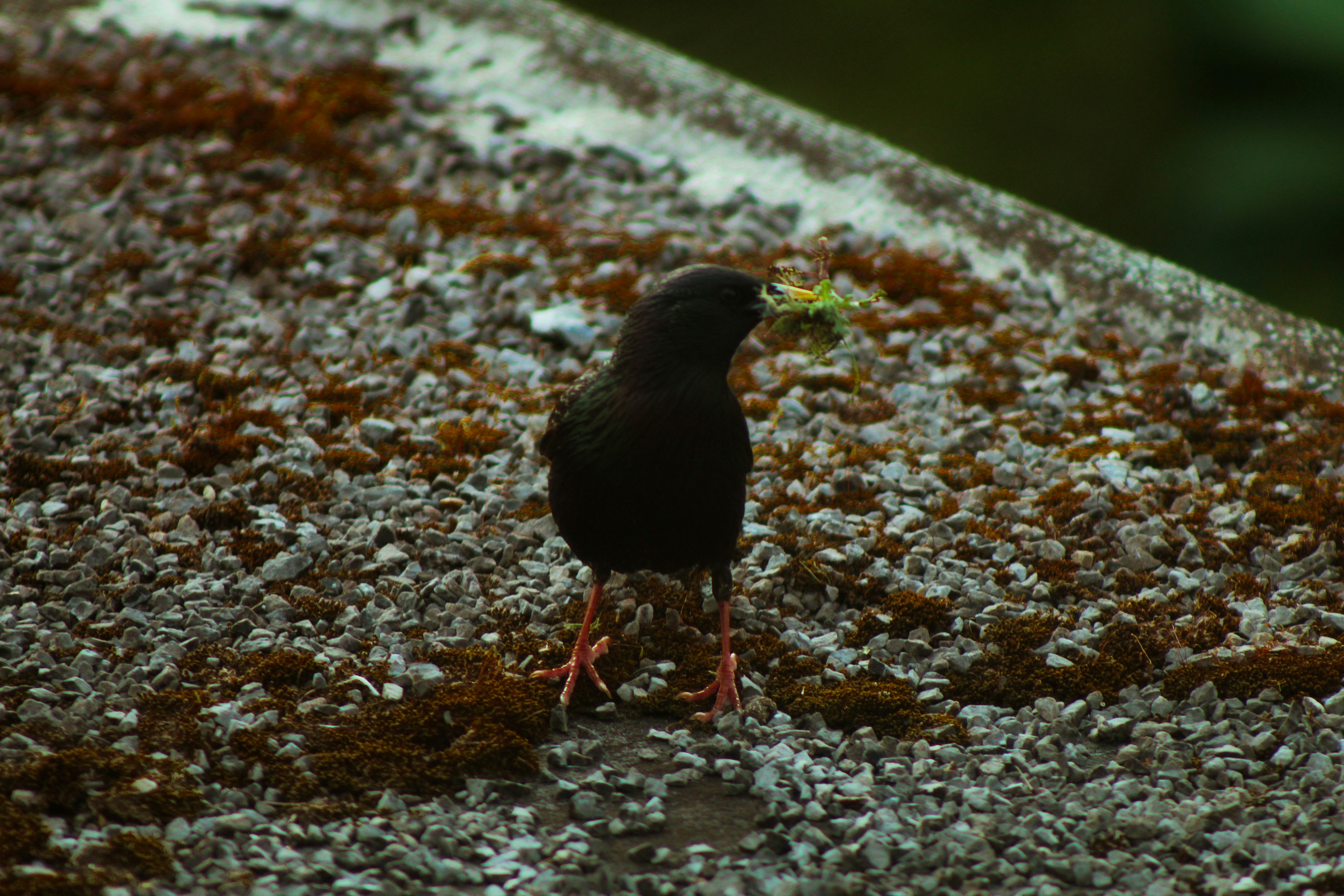 Blackbird Seizes a Green Sprig on a Moss-Pocked Roof