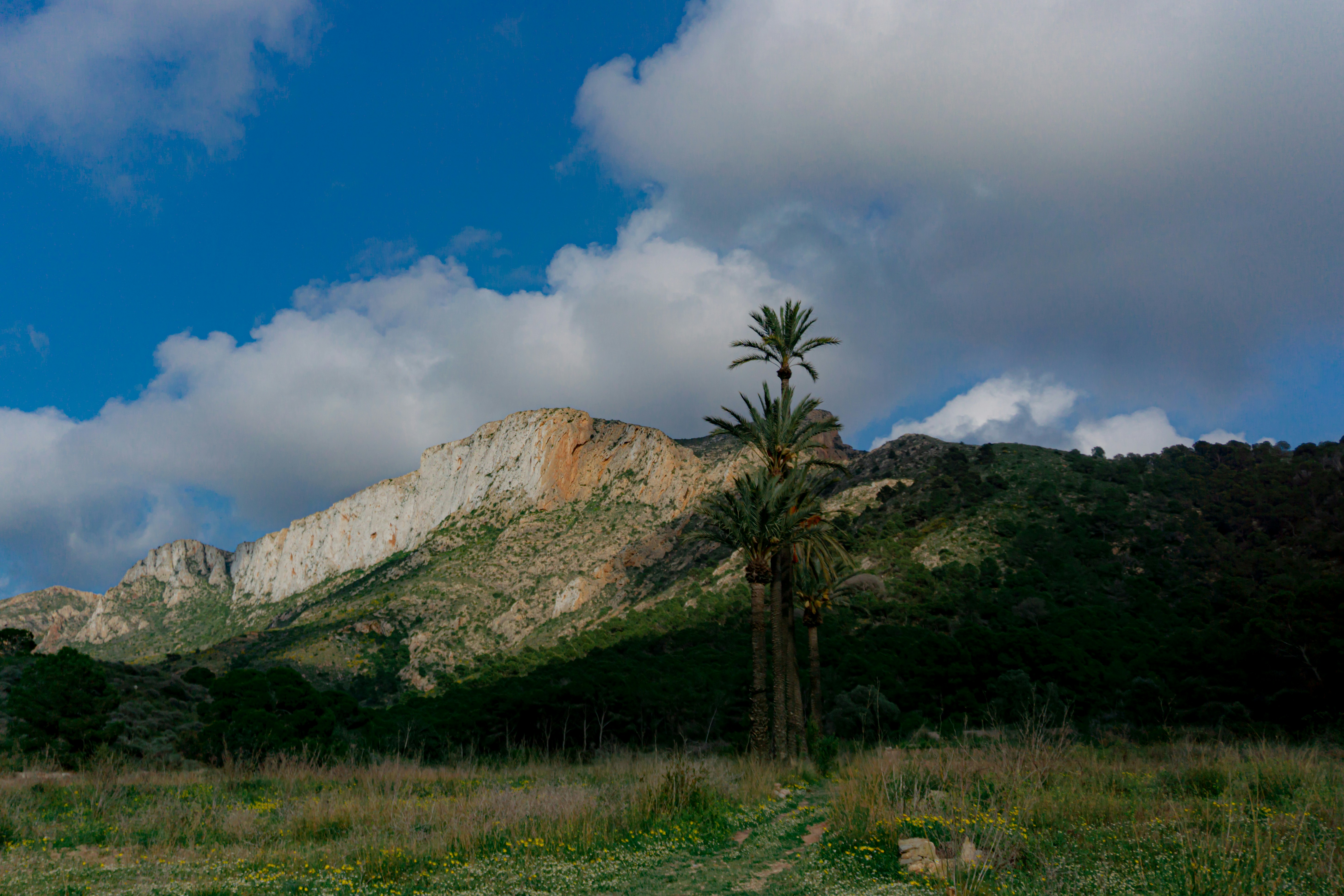 Palm Sentinel Over the Sierra Ridge Under a Bright Sky