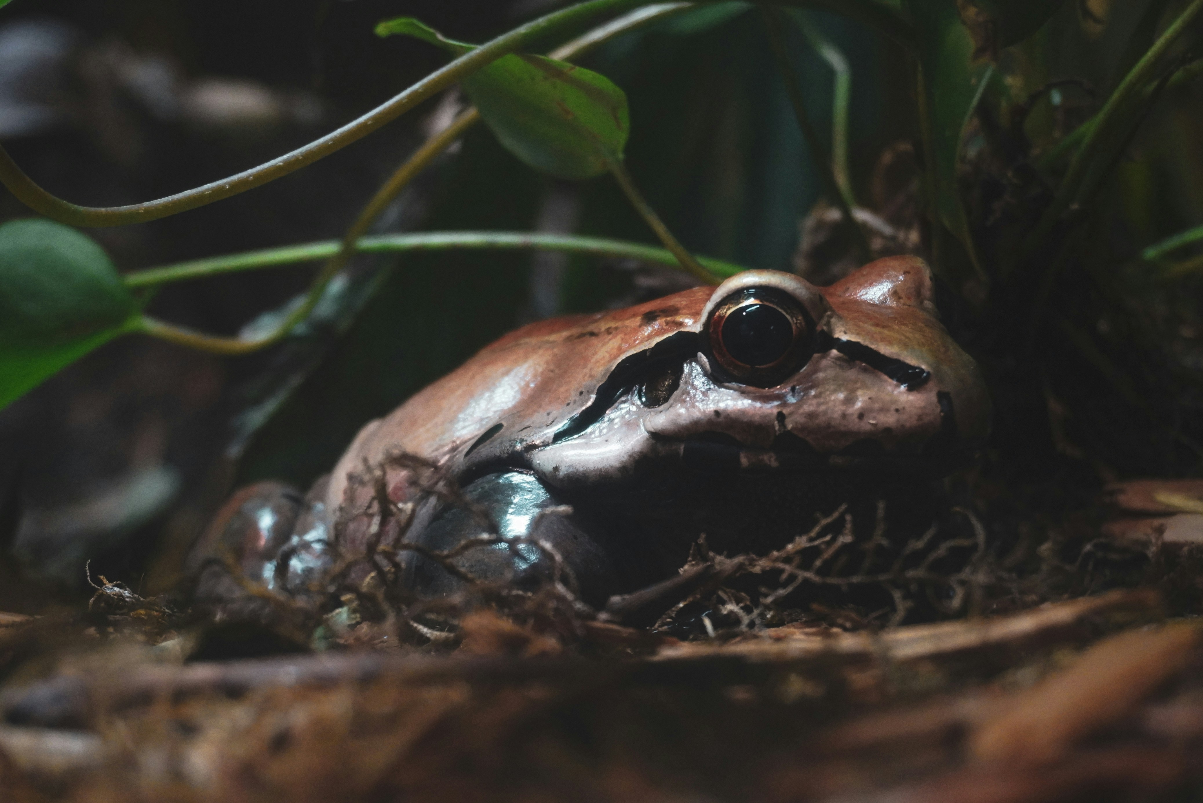 Eye Warden of the Leaf-Litter: Close-Up on a Forest Frog
