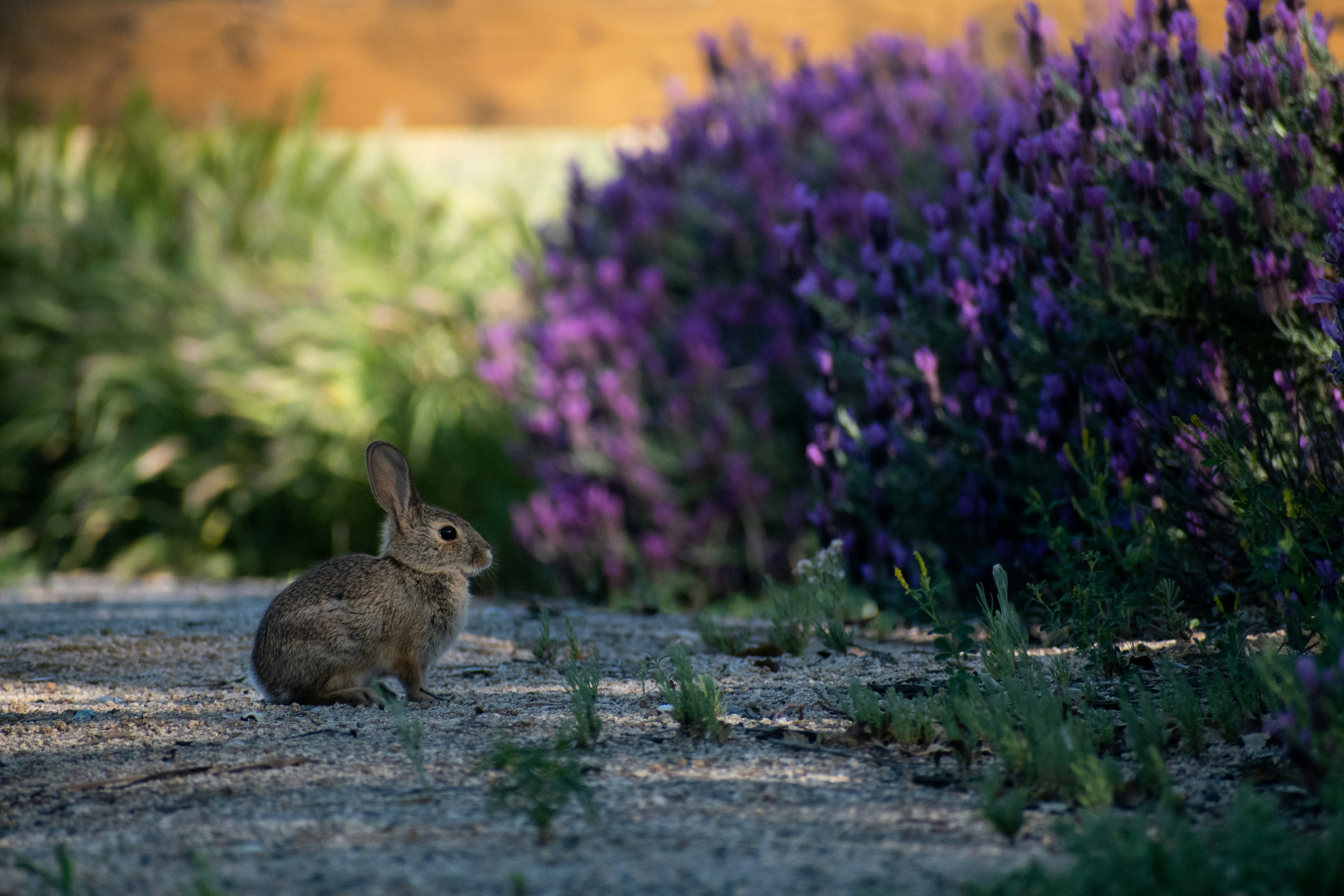 Brown rabbit on green grass field during daytime photo – Free Animal ...