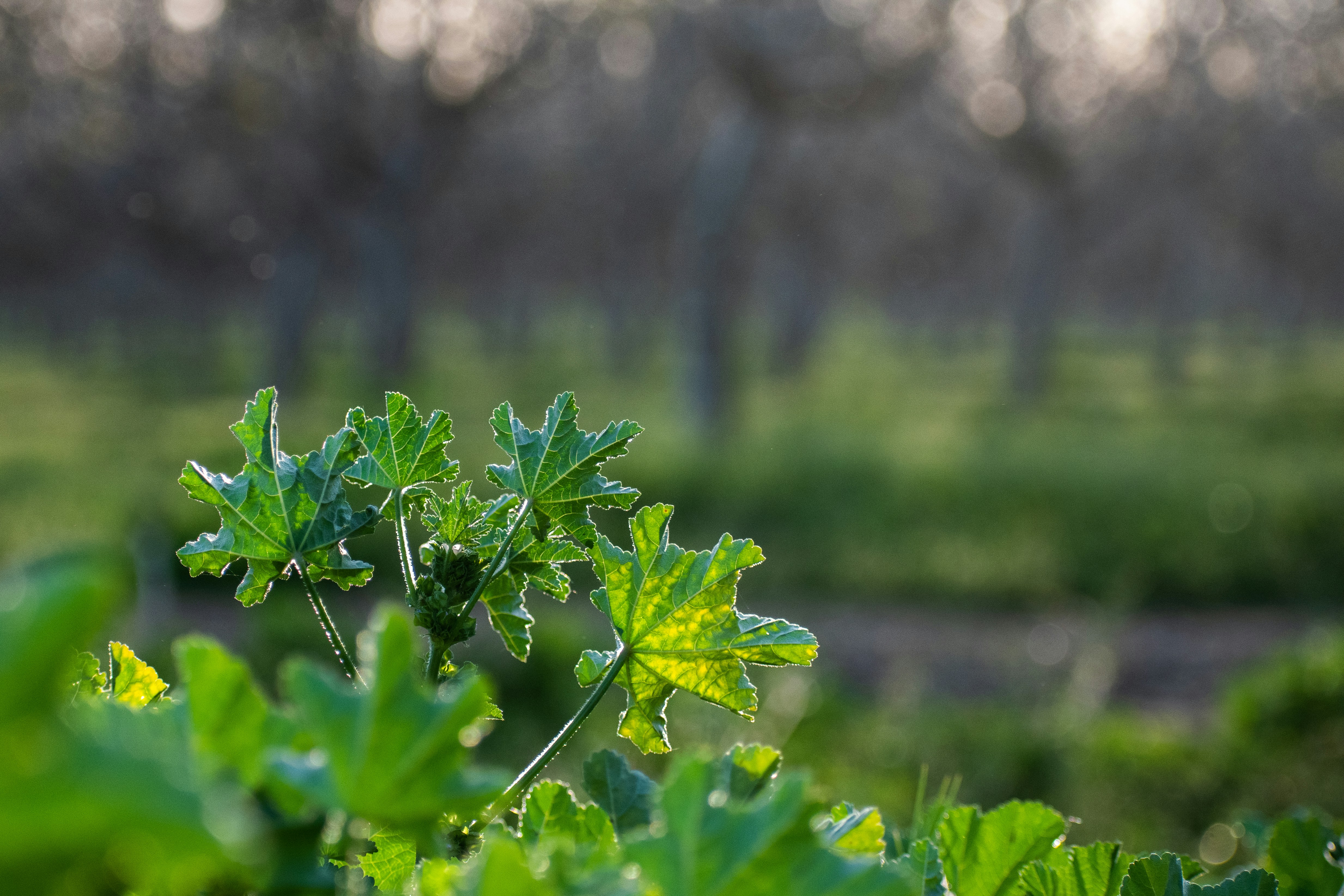 Sunlit Serrations: Close-Up of Vine Leaves in a Quiet Orchard