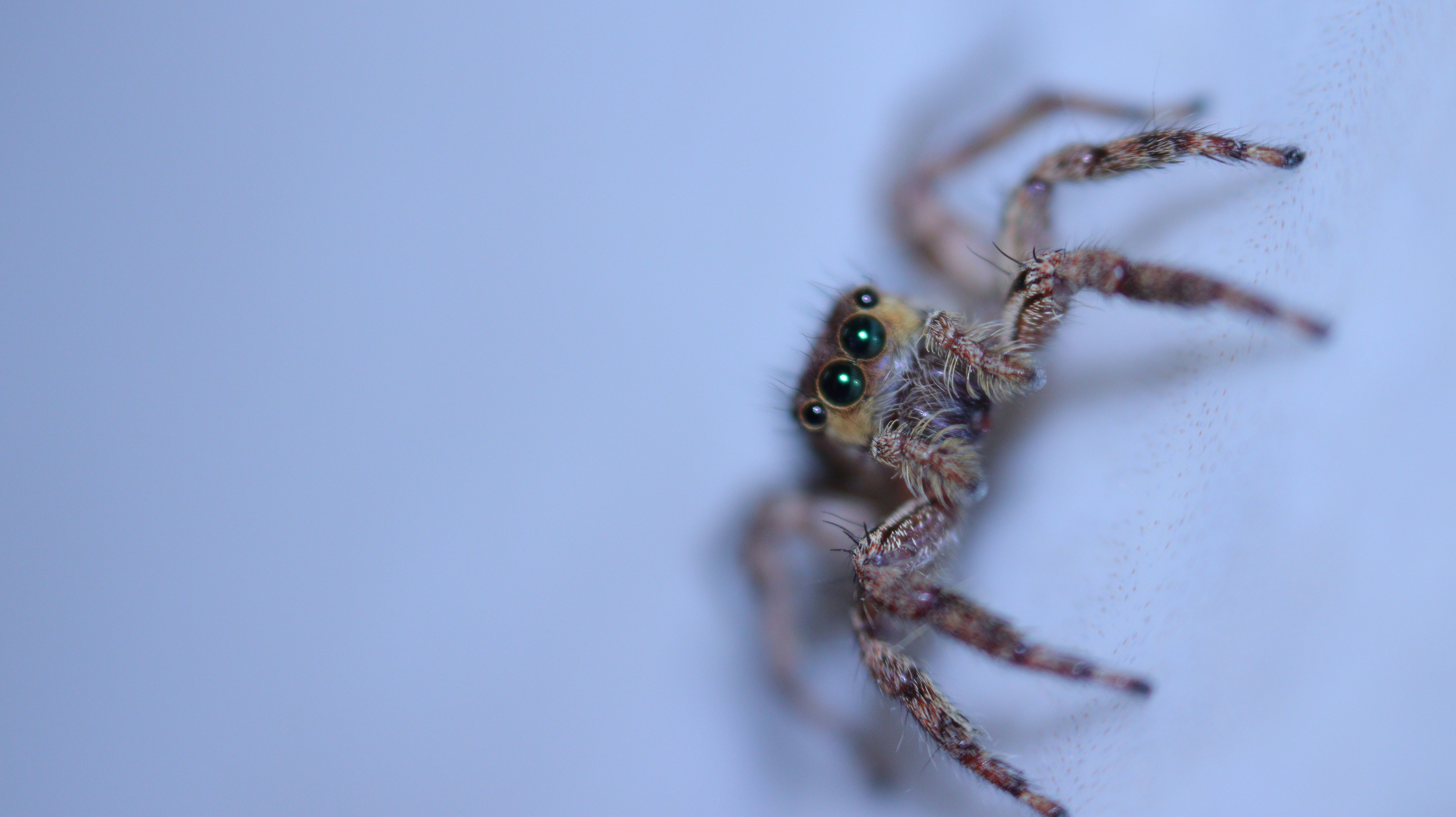 Eyepointed Intruder: A Close-Up on a Jumping Spider's Faceted Gaze