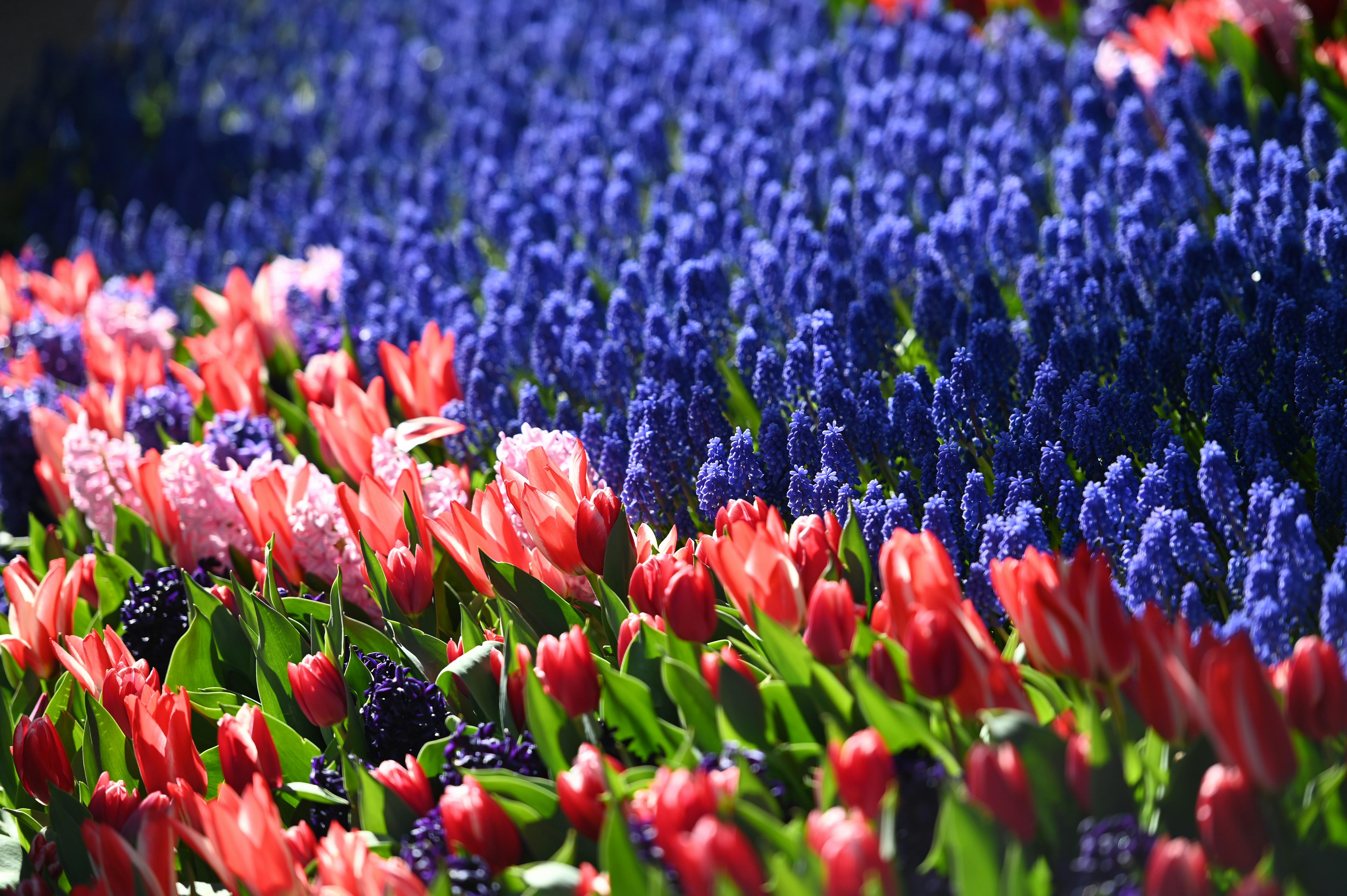 Crimson Tulips Meet Indigo Spires in a Sunlit Border
