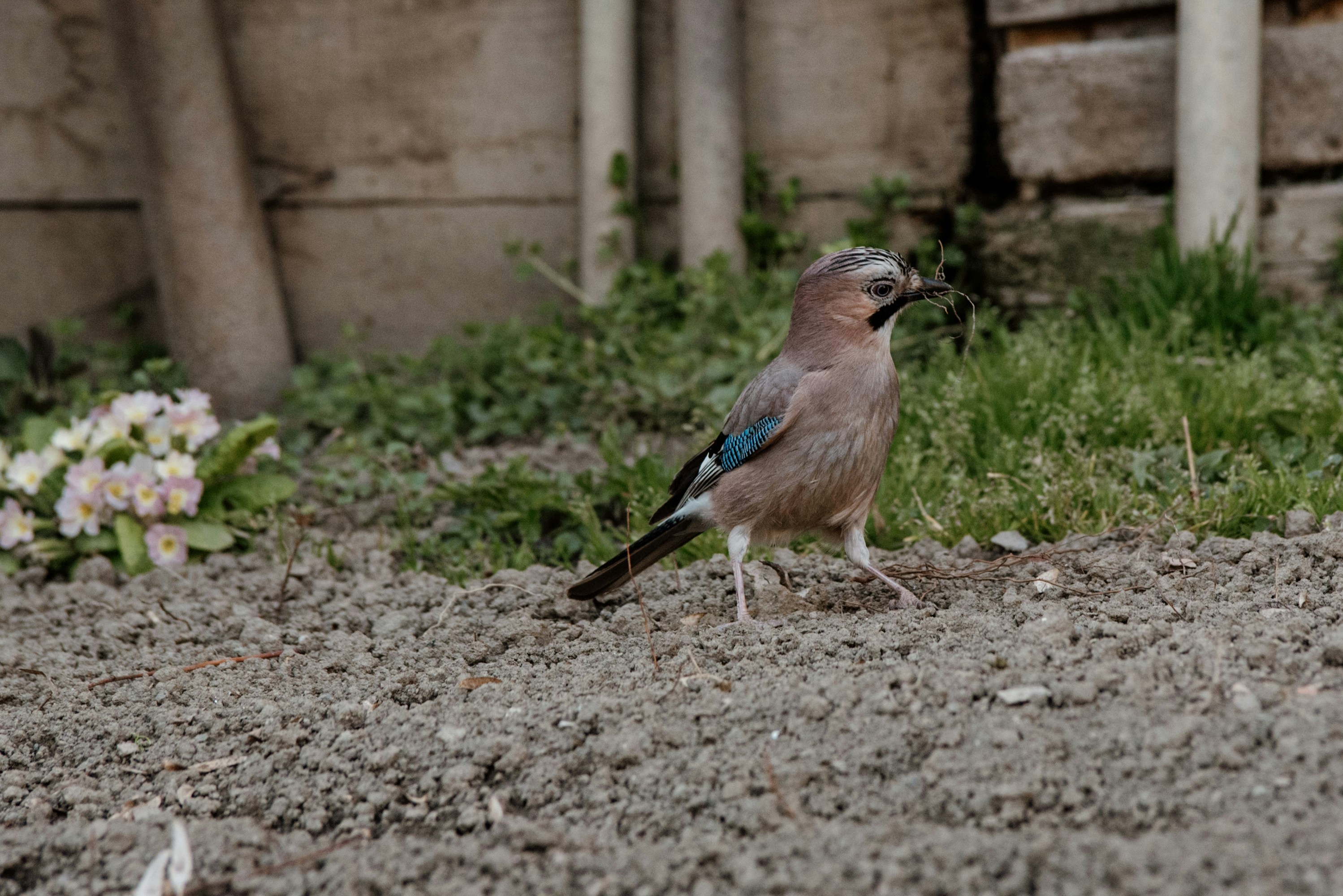 Grounded Cardinal: A Blue-Tinted Jay perches amid gravel and greenery