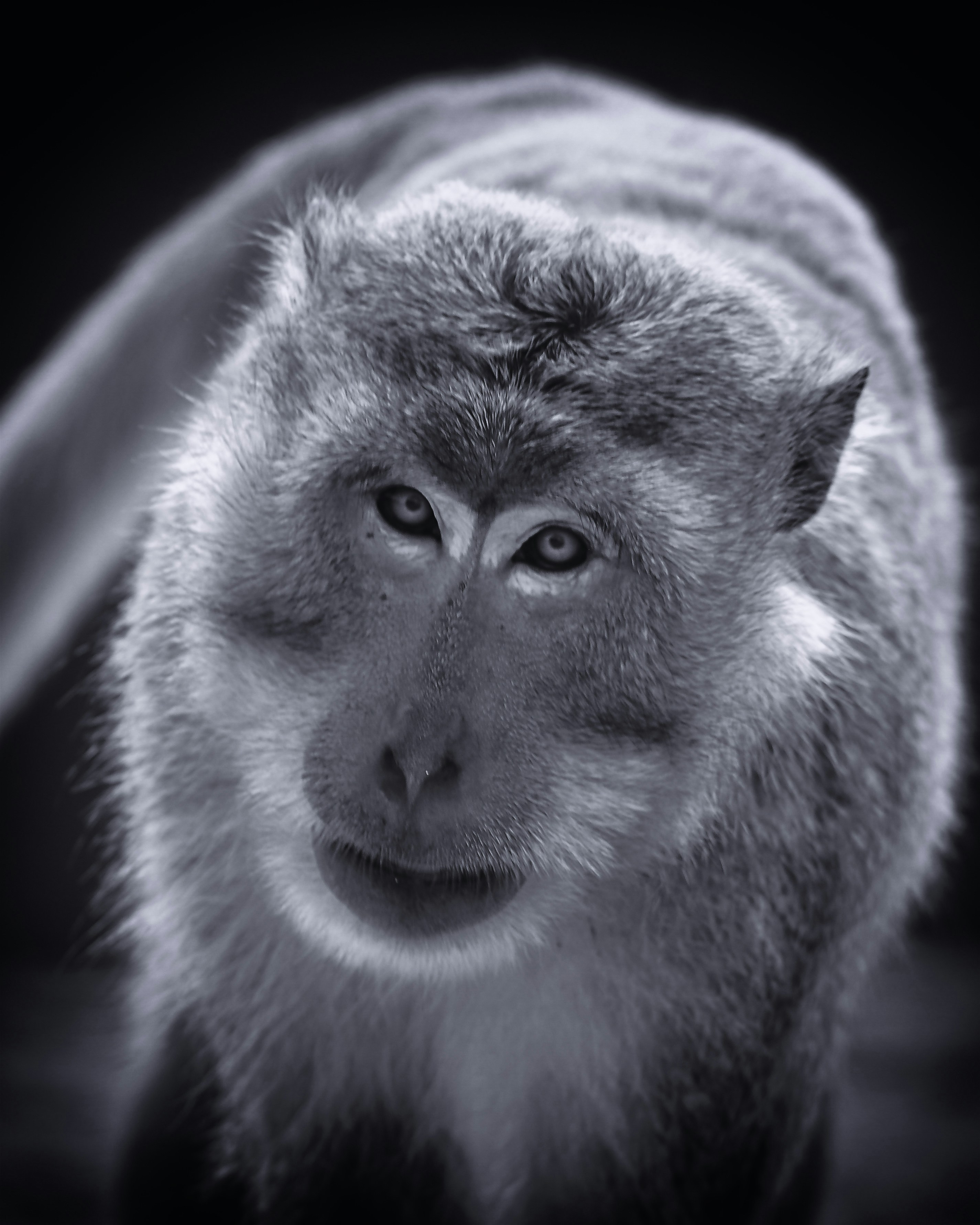 White and gray monkey in close up photography photo – Free Grey Image ...