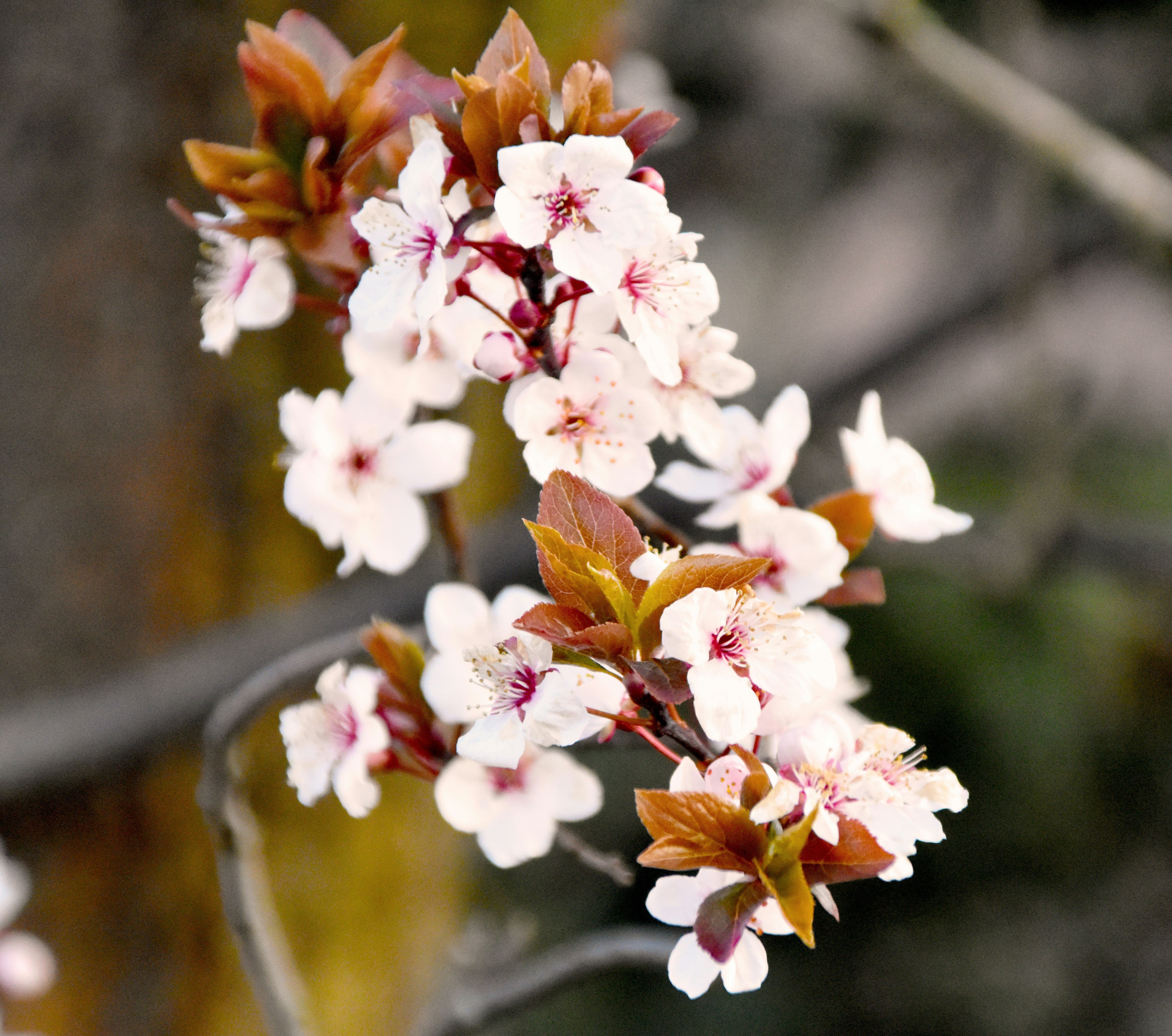 Cluster of pale pink cherry blossoms with hints of green leaves against a blurred background. 