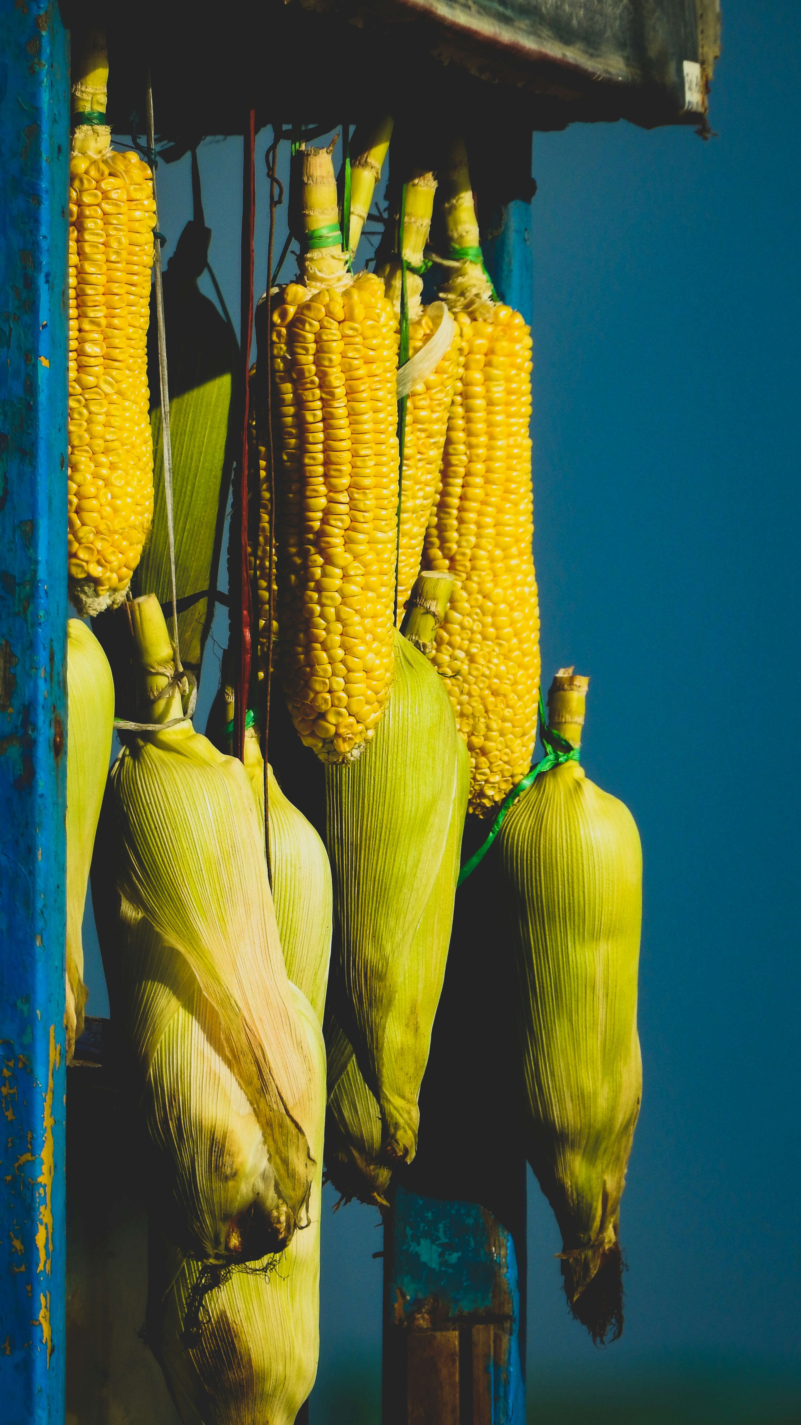 Bright yellow corn cobs hanging from a stand, showcasing their vibrant colors against a contrasting background.
