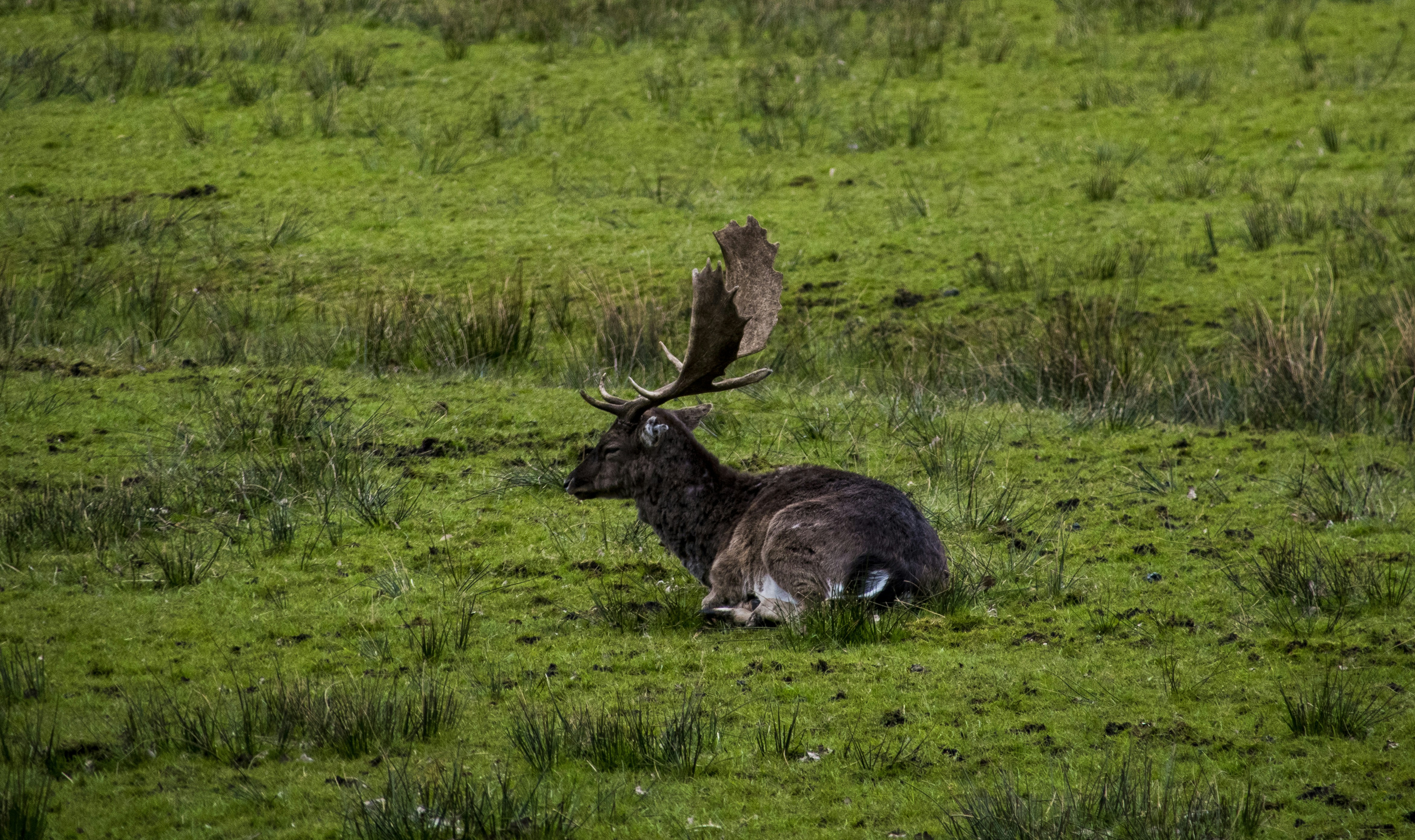 Brown deer rests on a lush green field, blending seamlessly with its surroundings during daytime.