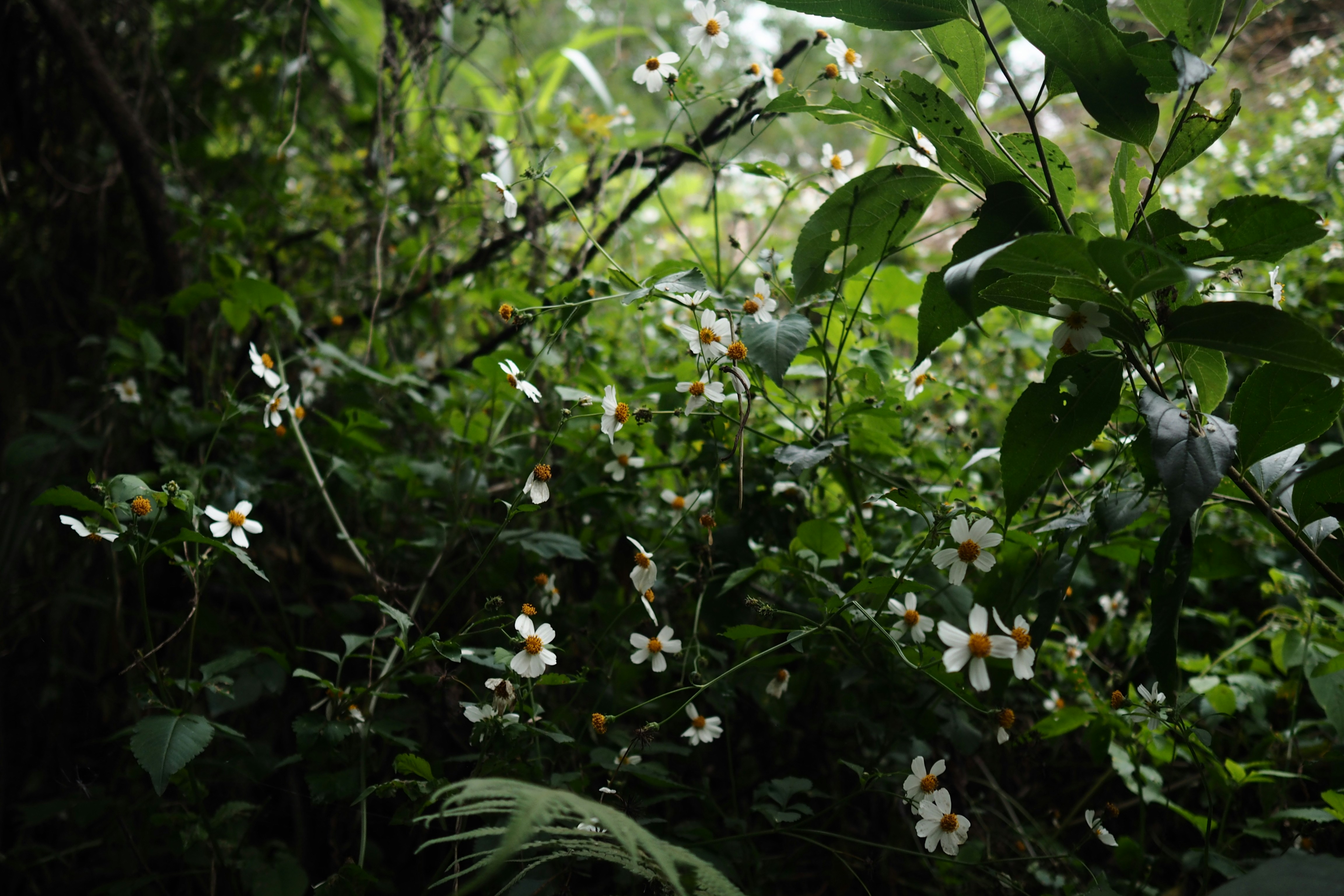 White blossoms in a shaded undergrowth