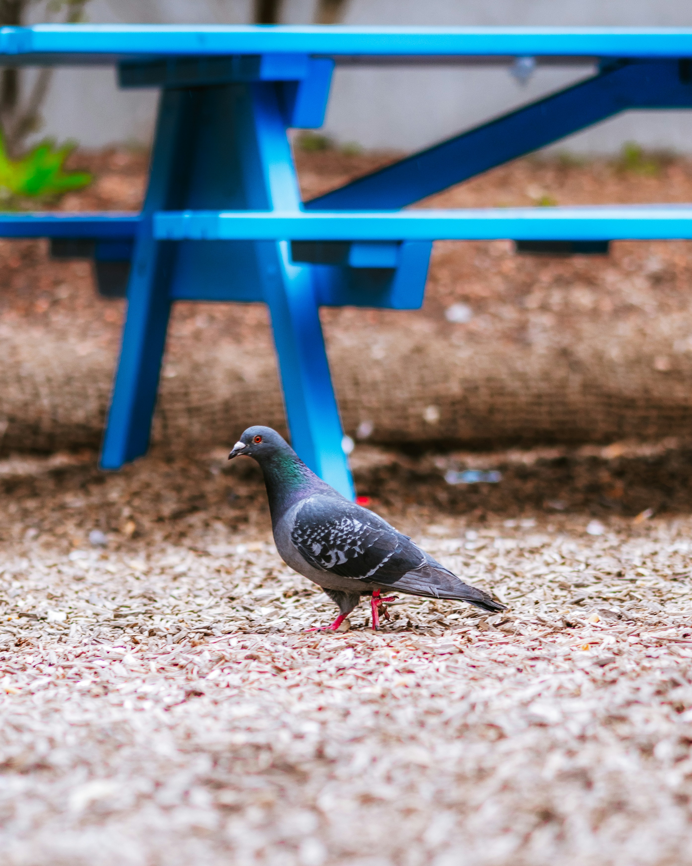 A pigeon forages on a textured ground beneath a vibrant blue picnic table.
