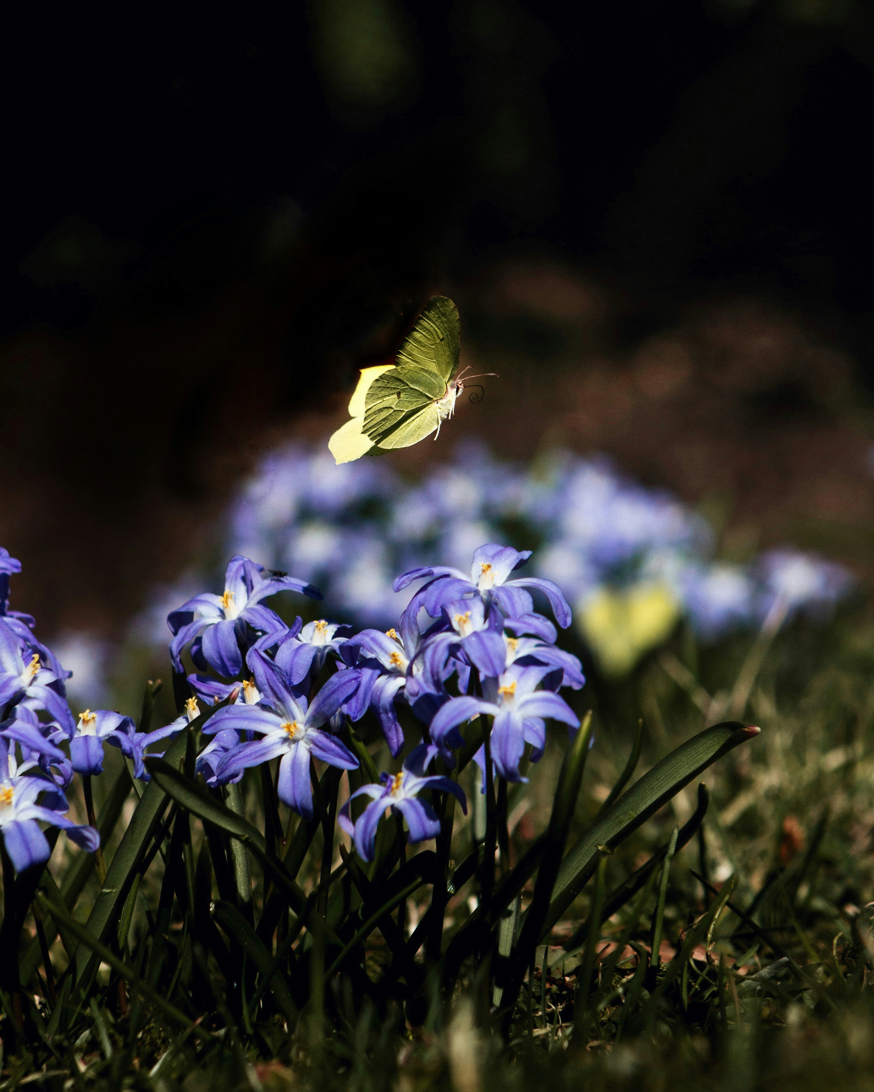 Dawnflight Over Indigo Blooms: a Pale Butterfly Hovering Above Iris Bed