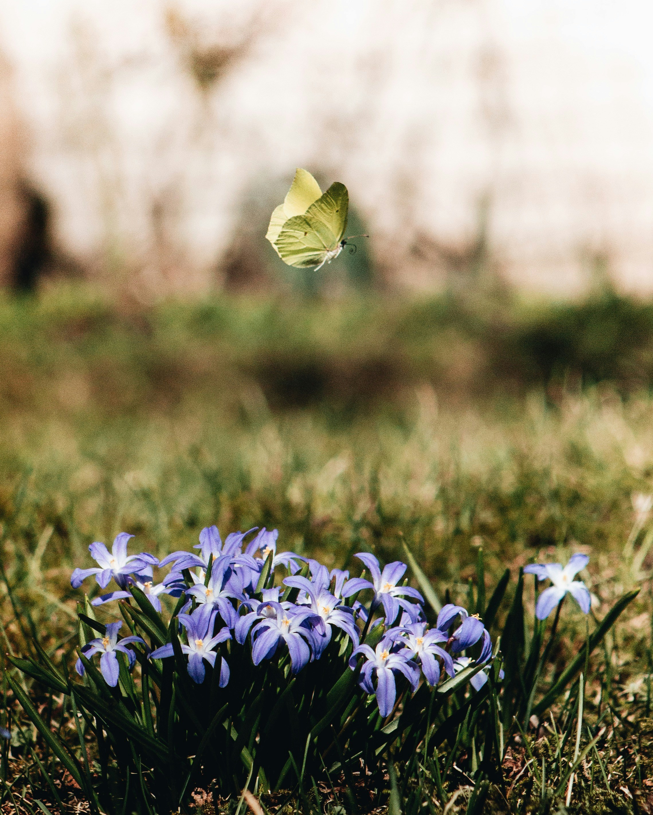Emerald-winged butterfly hovers above a carpet of blue irises in soft afternoon light