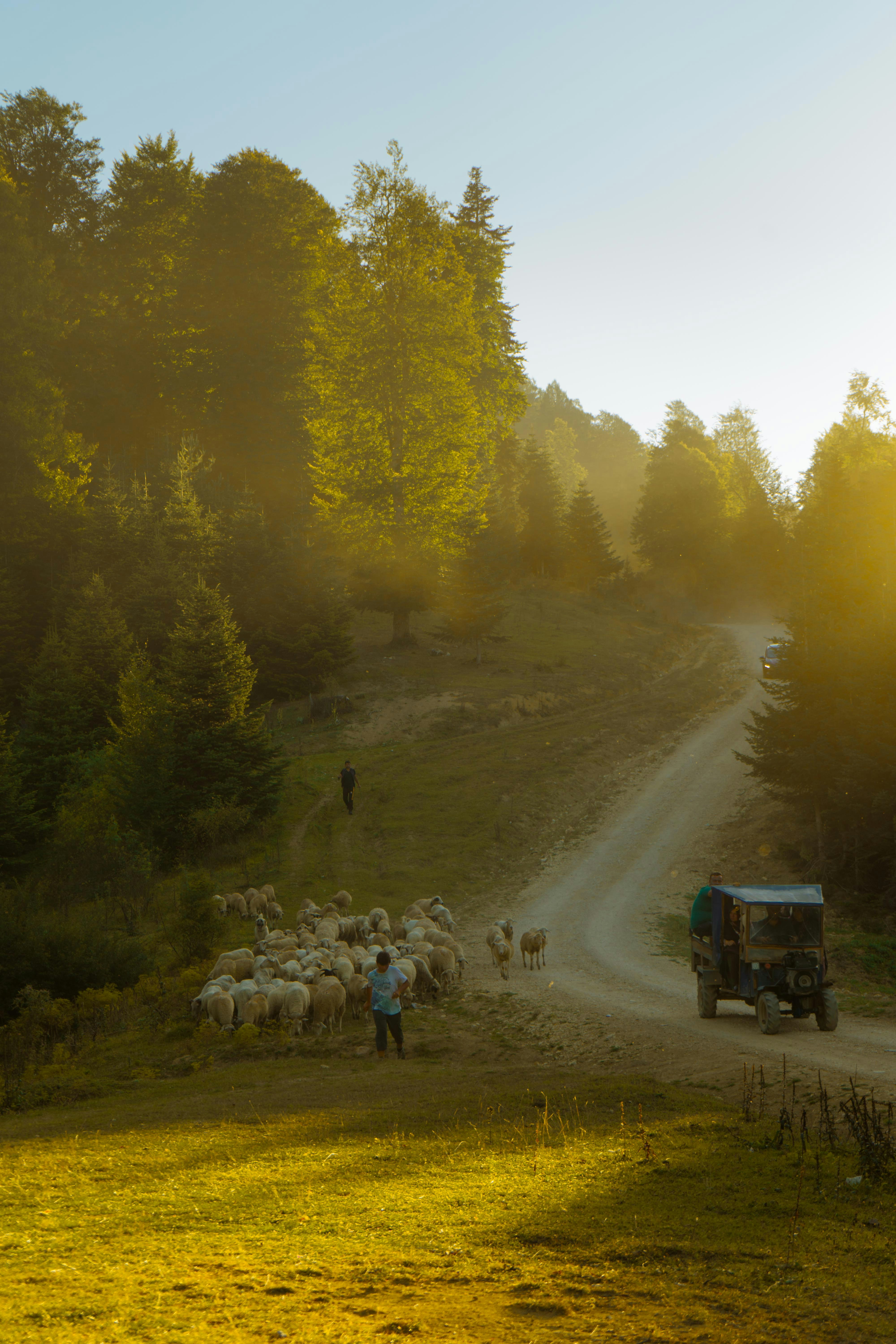 Sunlit Drift: A Shepherd Leads Sheep Along a Pine-Filled Dirt Road
