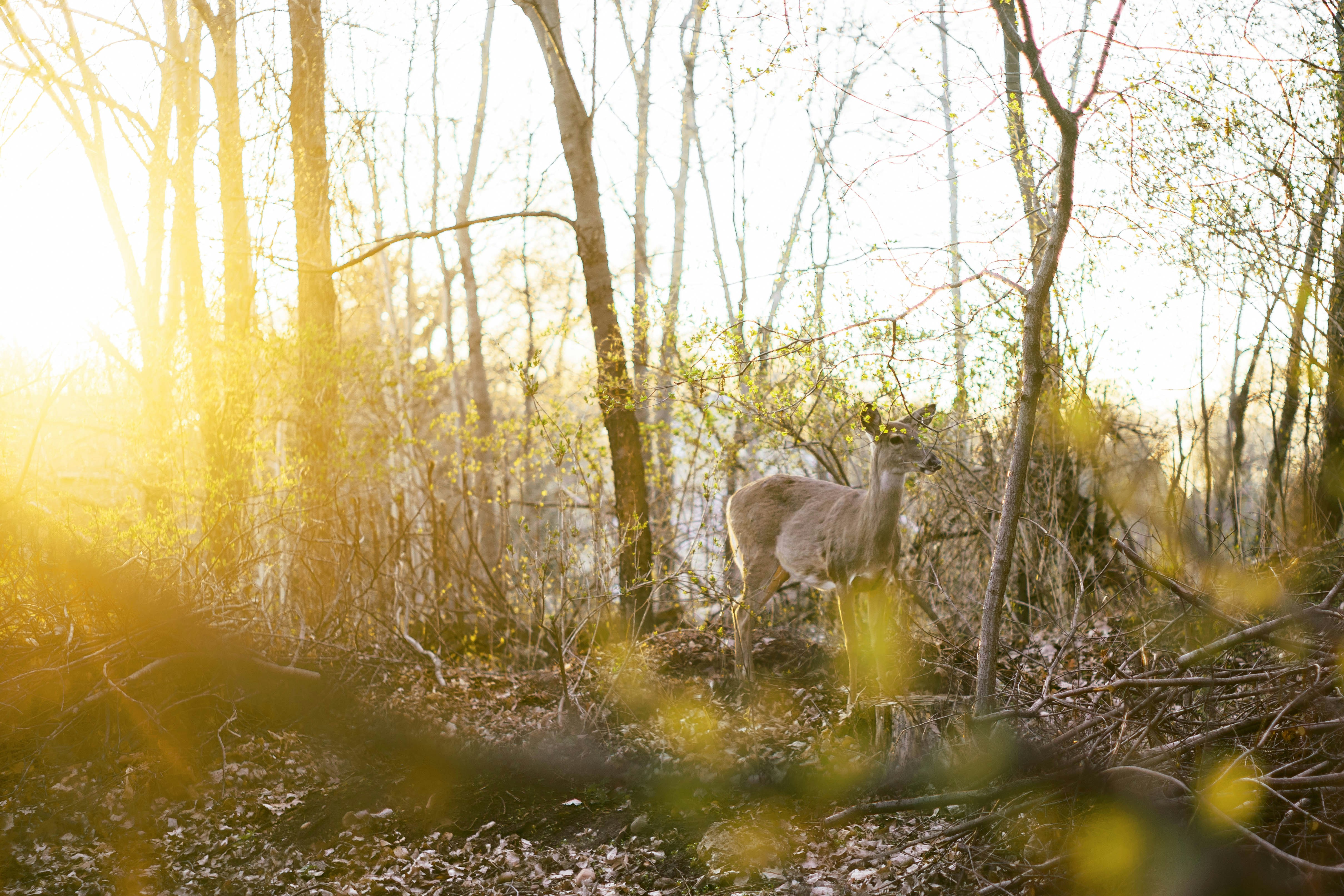 Deer standing amid a sun-dappled forest with early spring foliage and golden morning light.