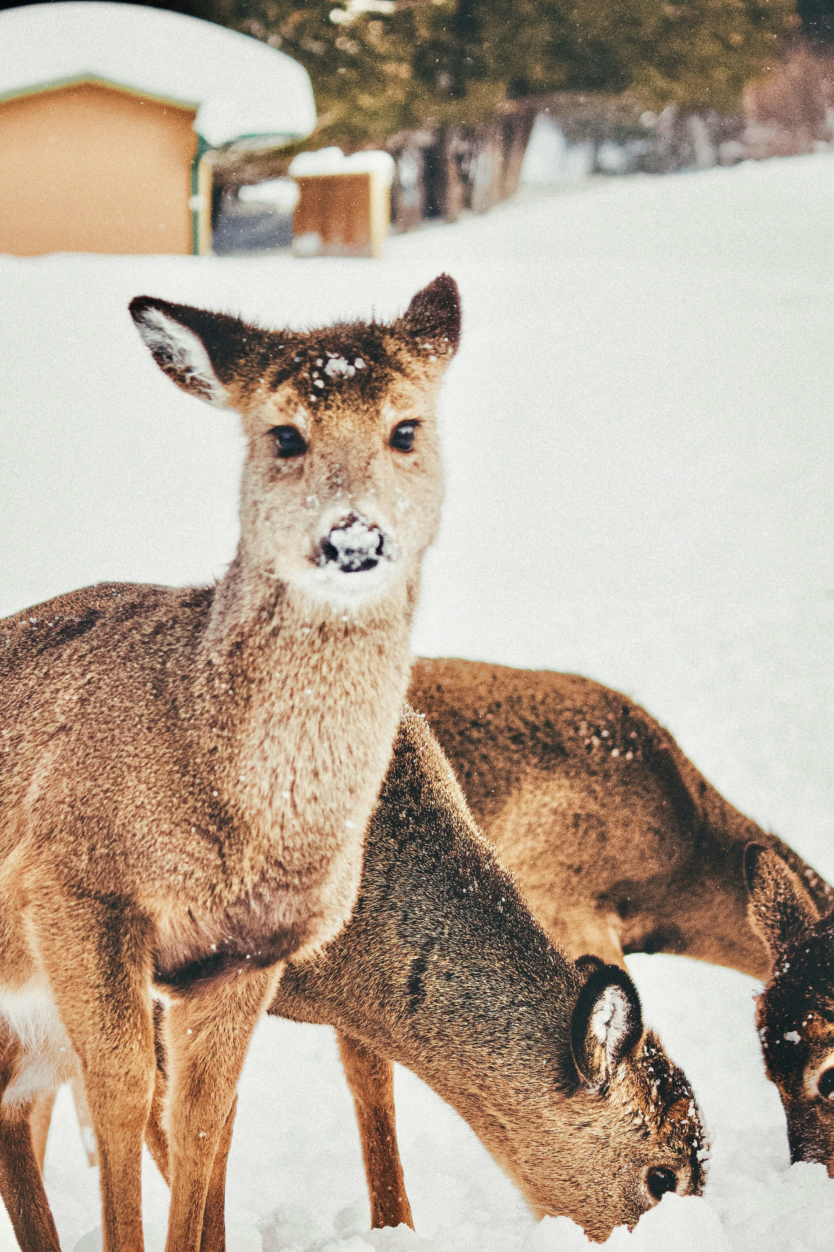 Winter Gaze in a Snow-Lit Yard: Deer Pair Beneath a Quiet Barn