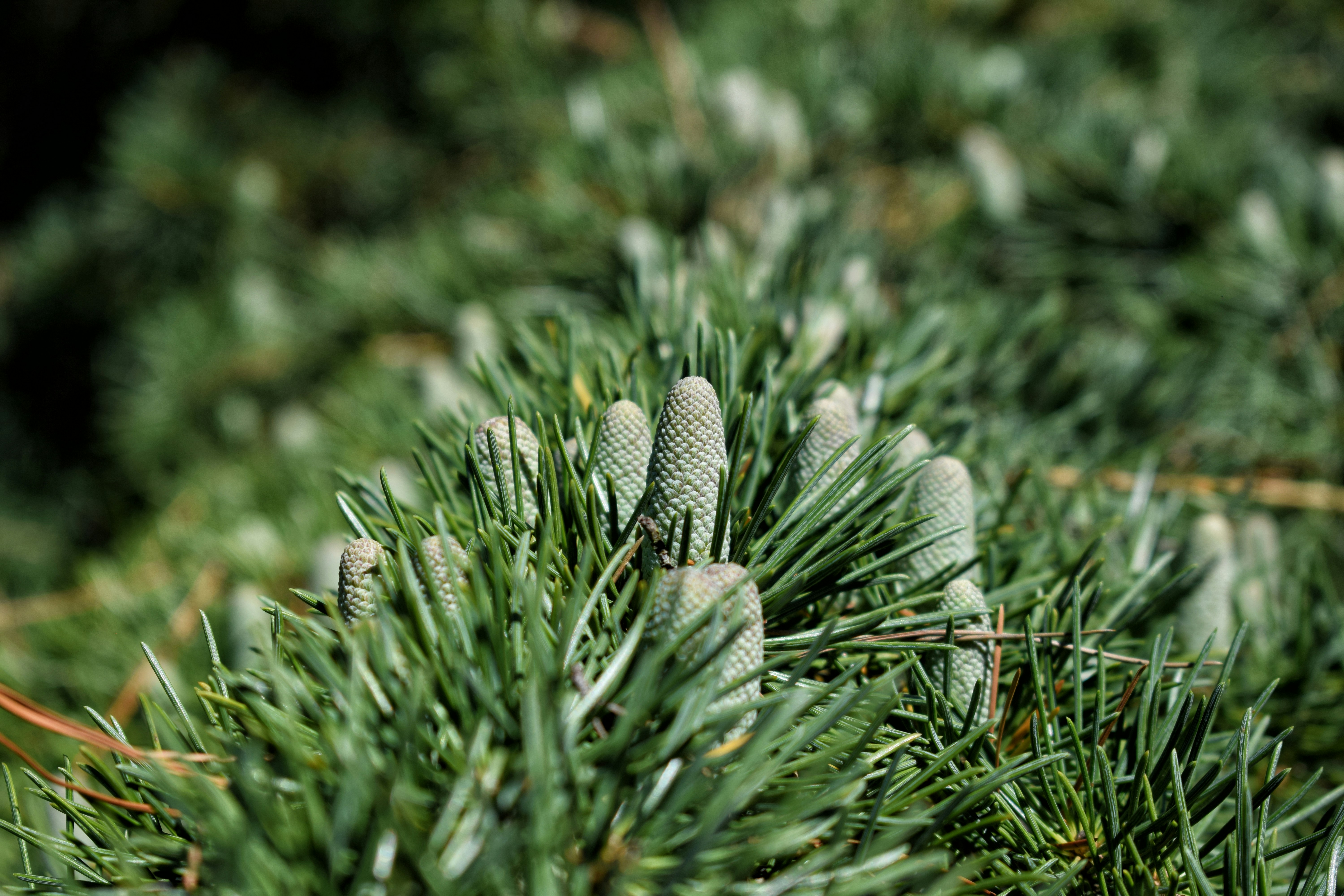 Needle Crown: Macro Portrait of Pine Sprigs in Soft Morning Light