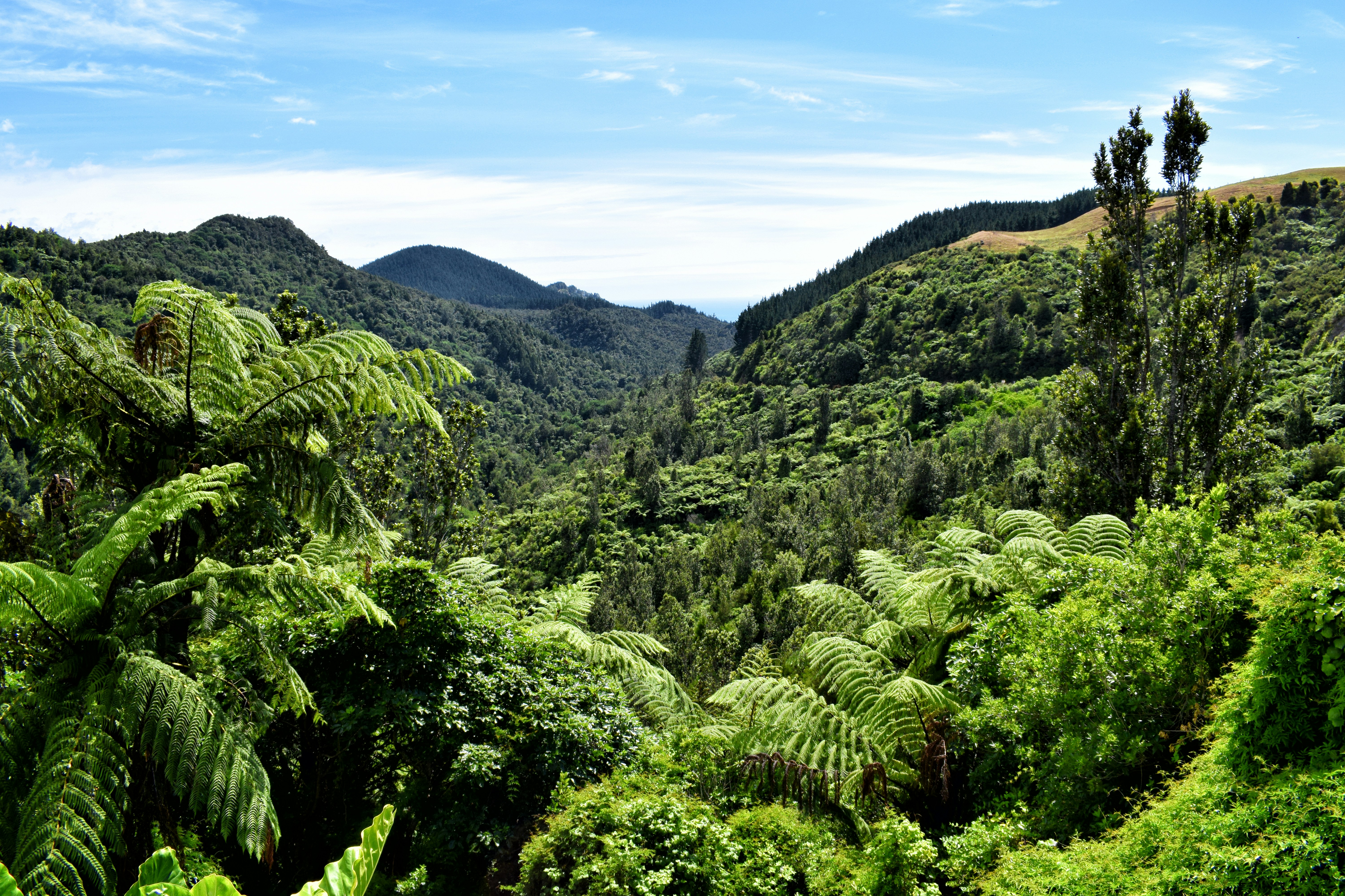 Imágenes de New Zealand Bush | Descarga imágenes gratuitas en Unsplash