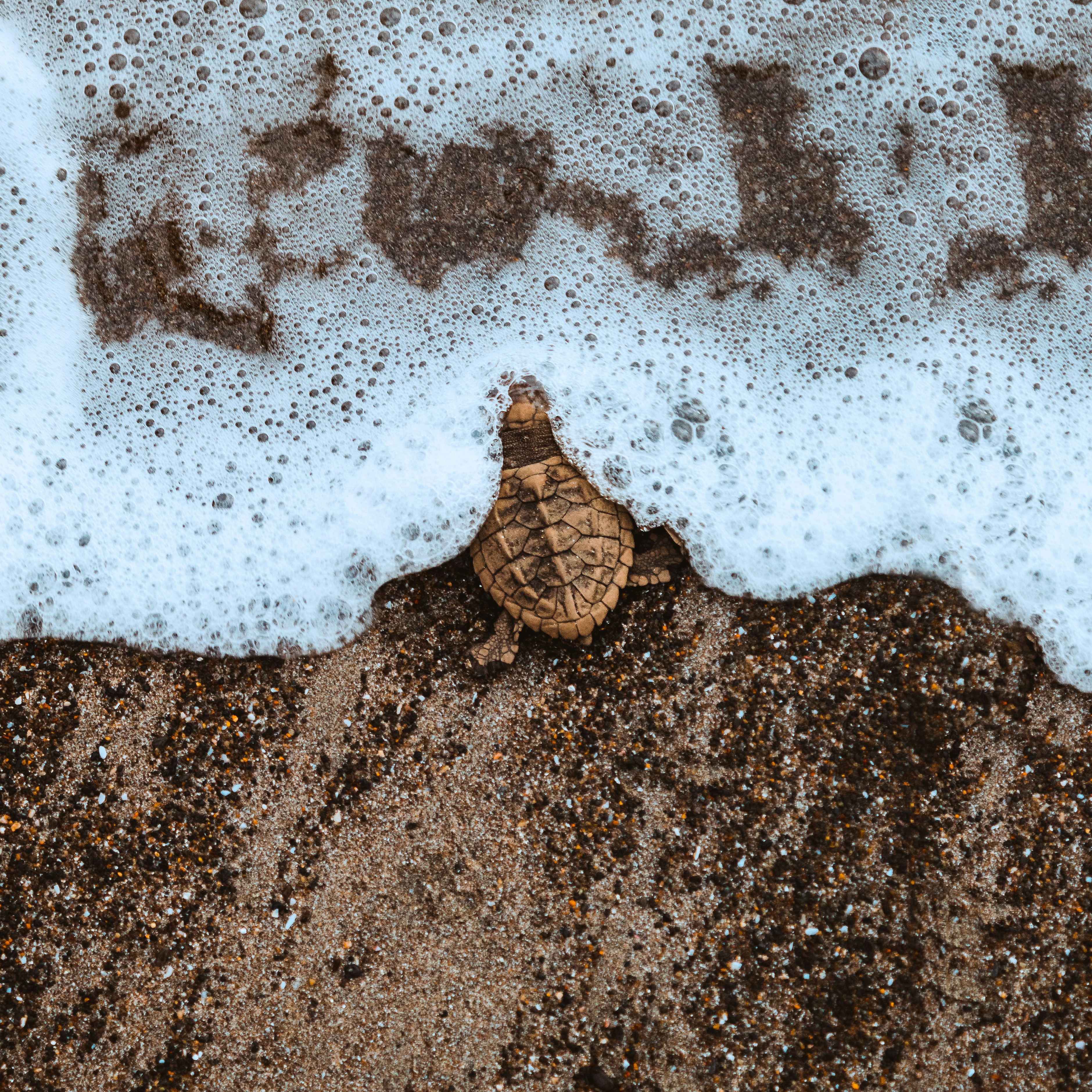 Cracked Hatchling on the Shoreline: a Tiny Turtle Emerges from Foamy Edge