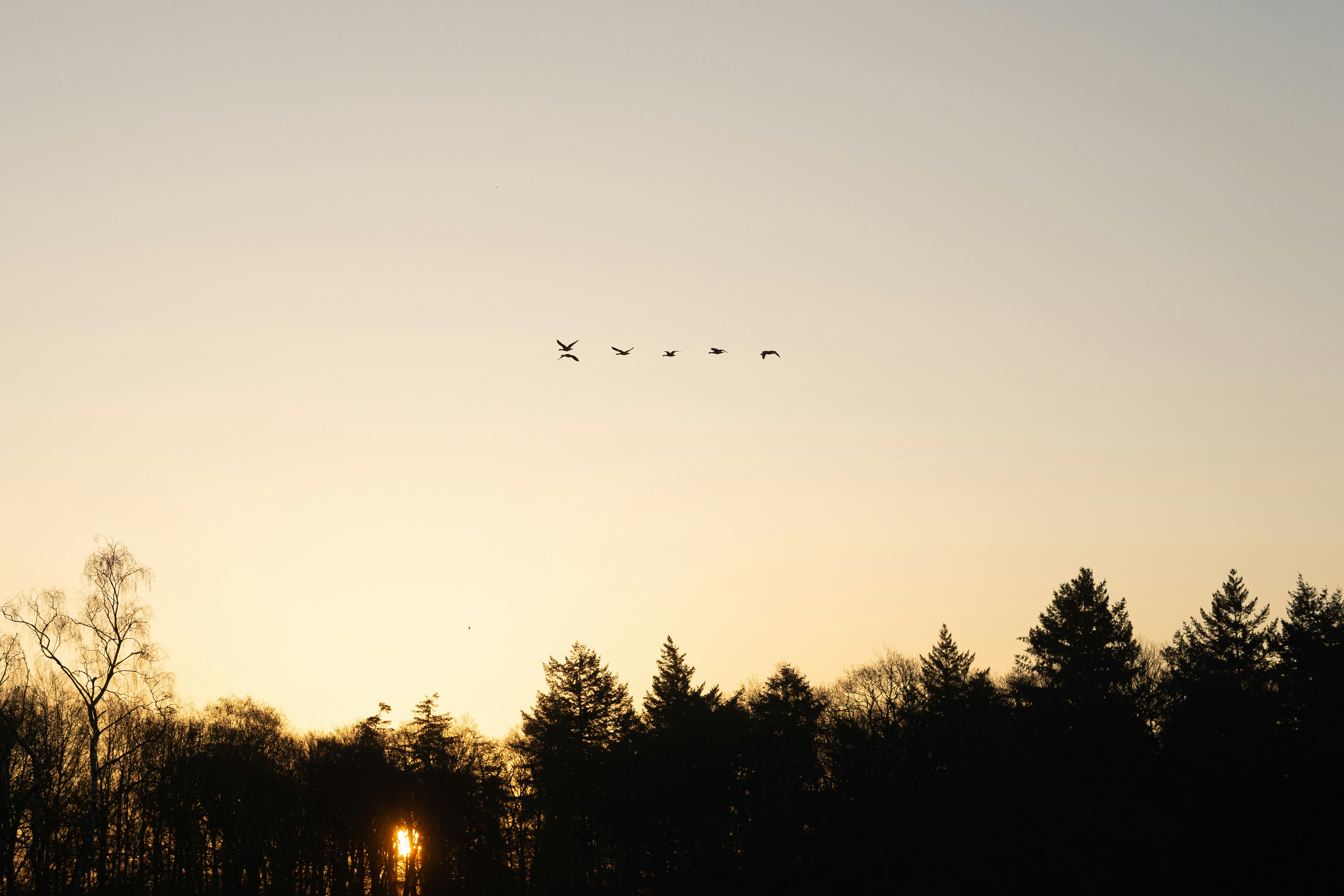 Silhouetted Flight at Dusk