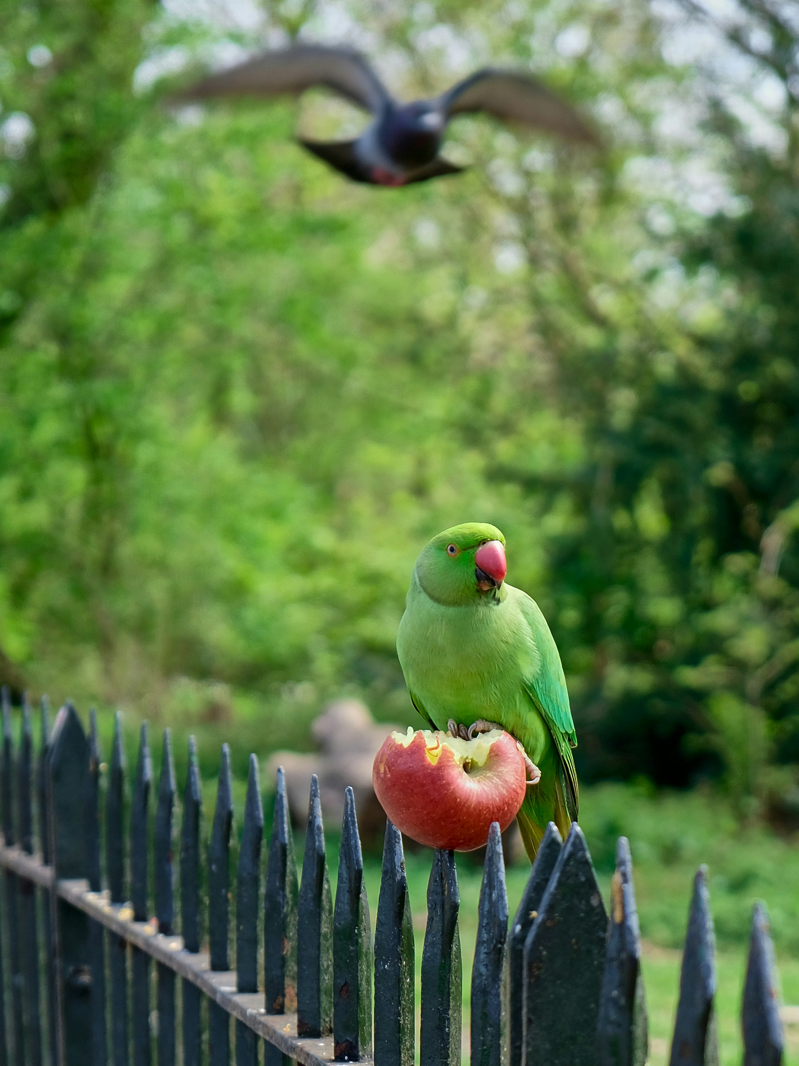 green and orange bird on brown wooden fence during daytime