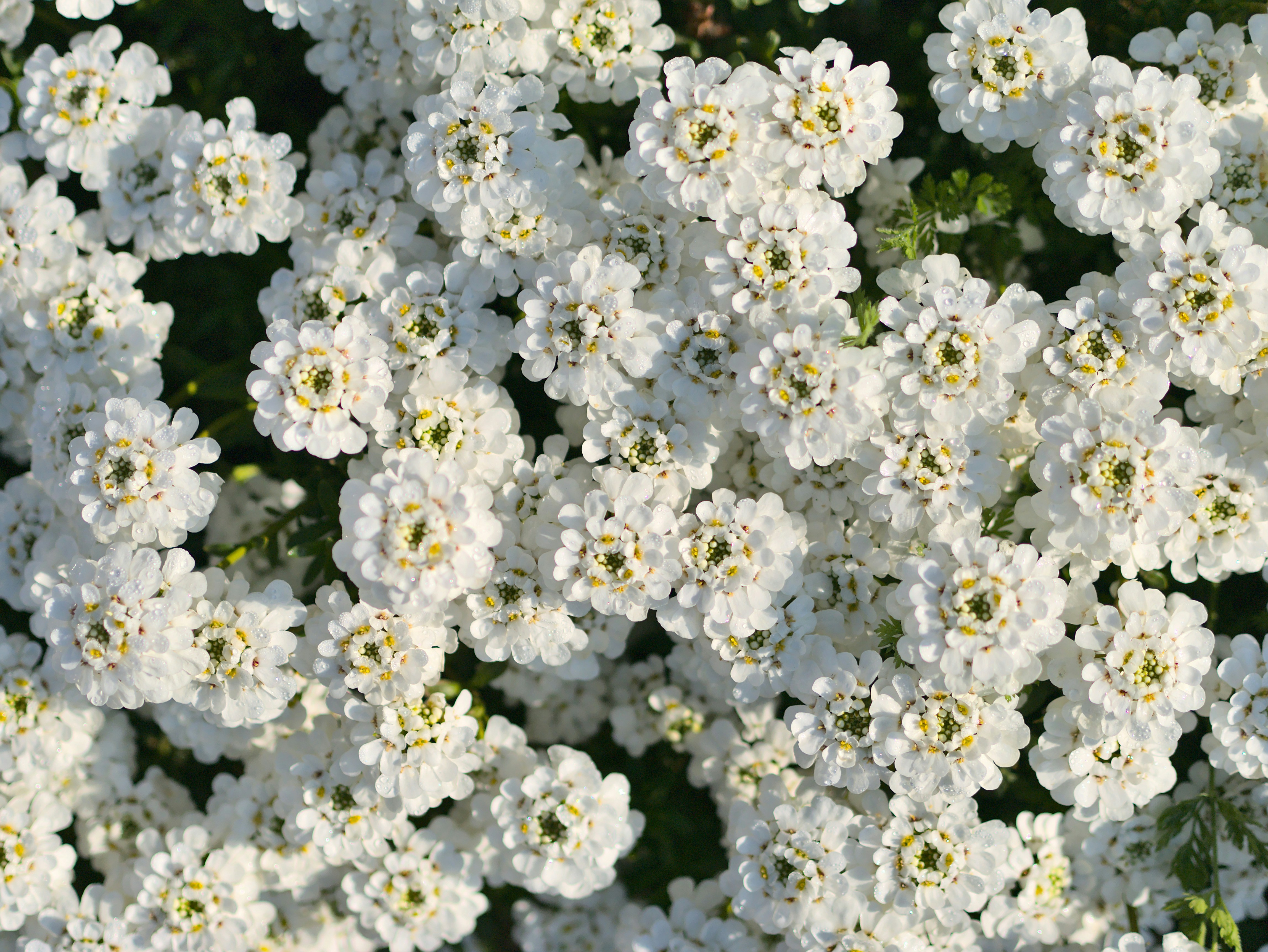 White cluster flowers in close up photography photo – Free Grey Image ...