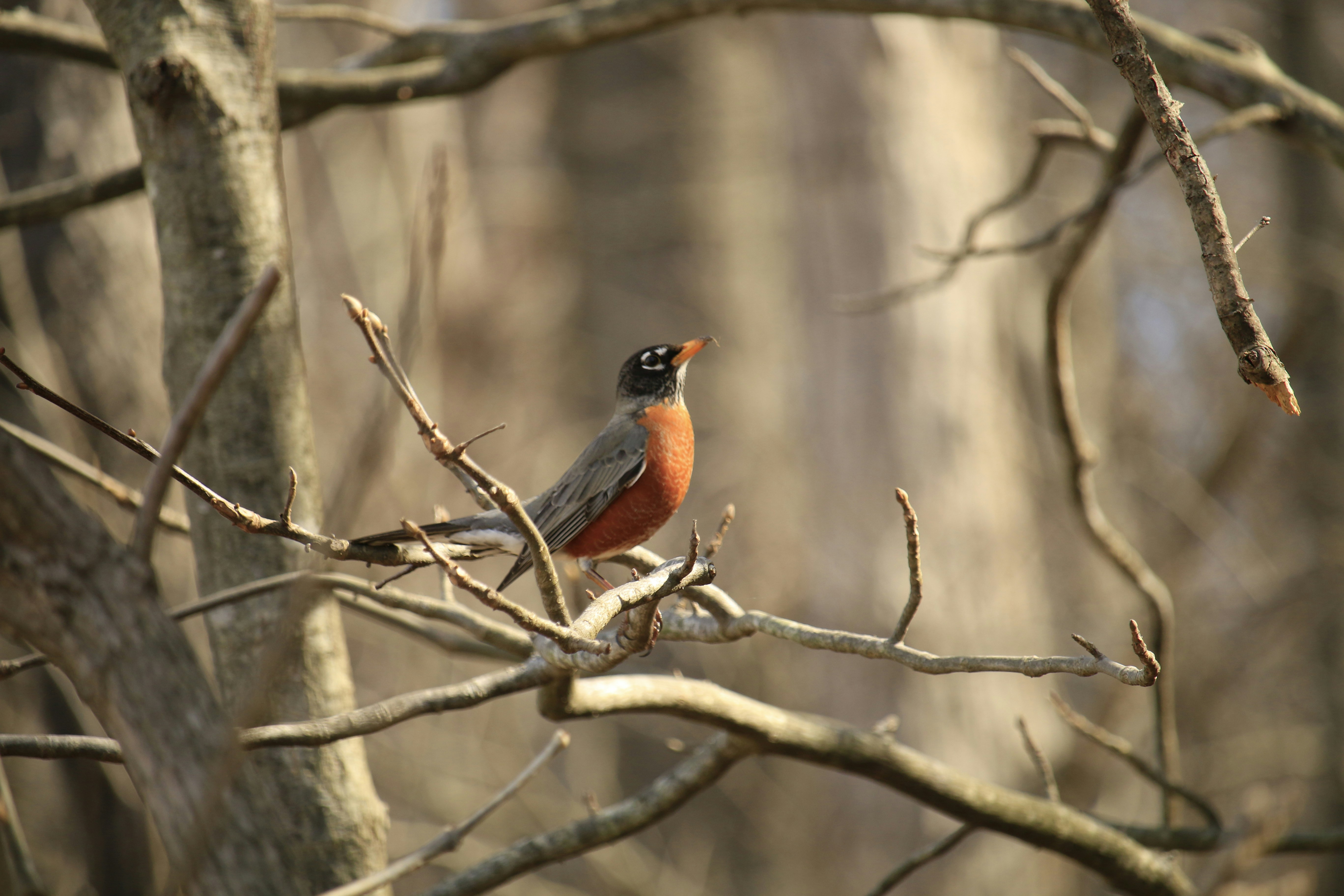 Male Bullfinch on a Winter Branch: A Burst of Orange in a Quiet Forest