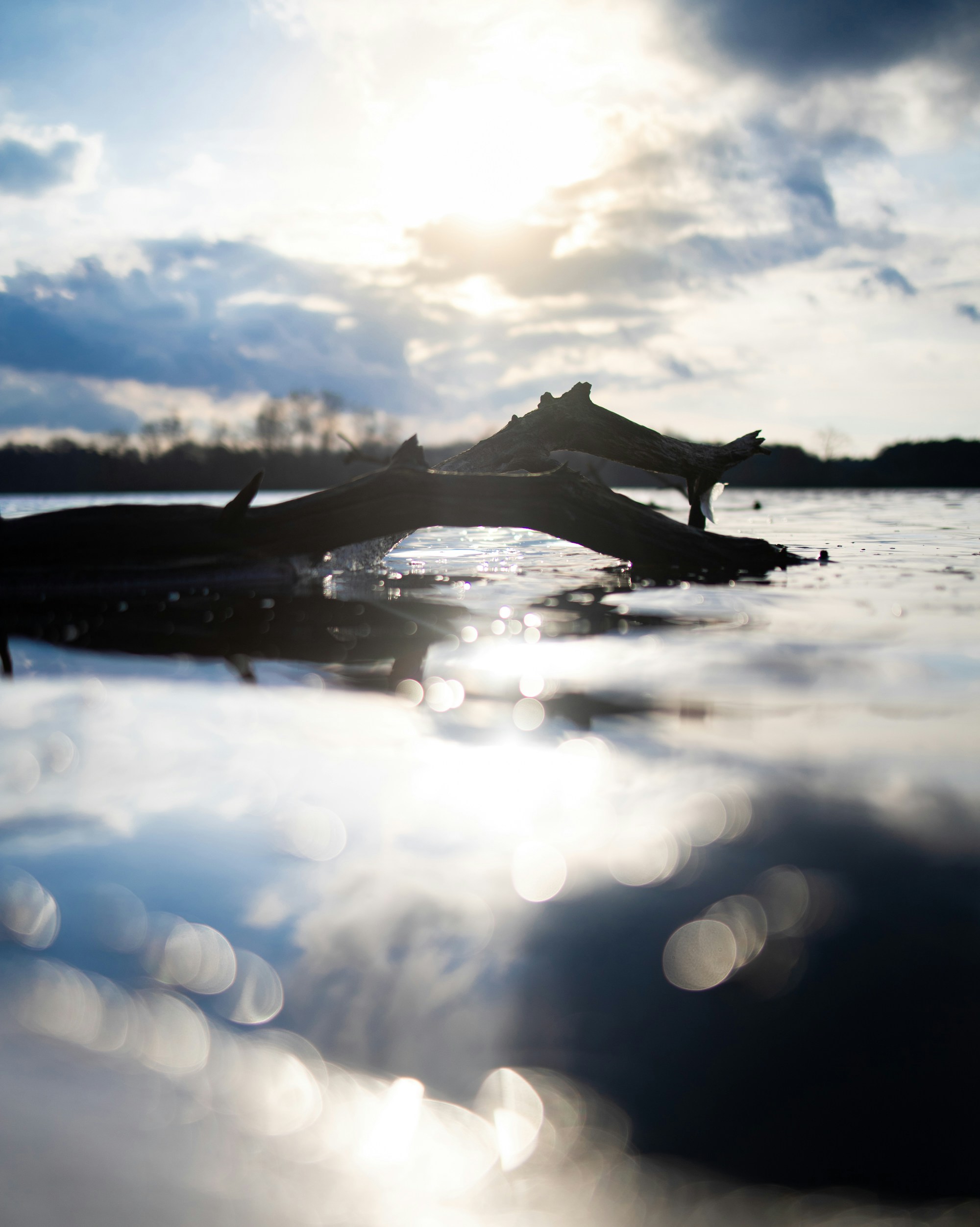 Silhouette on a Glassy Lake: Driftwood Beneath a Cloud-Soft Sky
