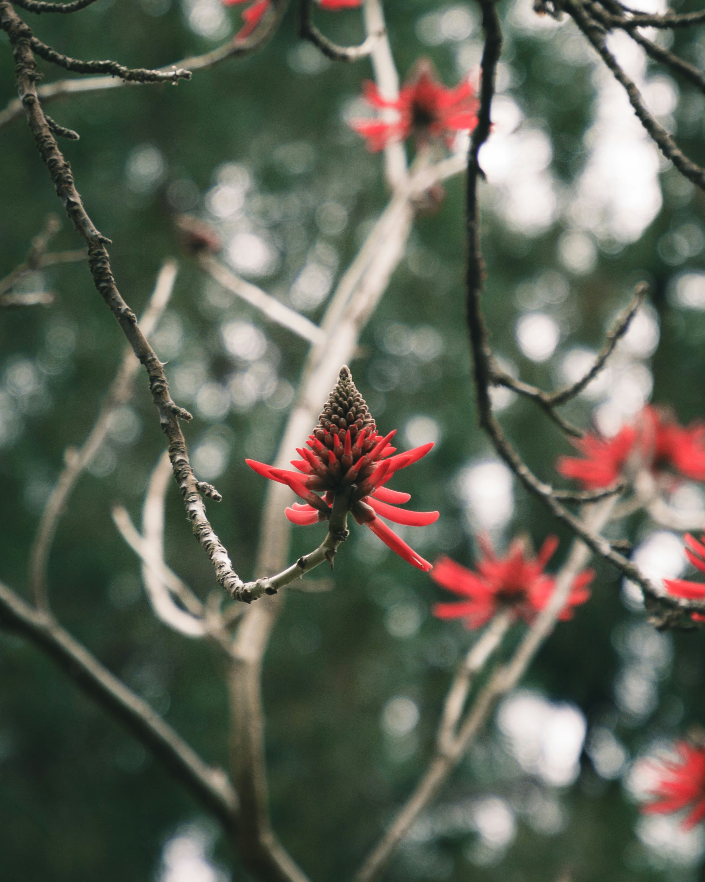 Vibrant red flowers emerge from bare branches, set against a blurred green background. The natural scene captures the essence of life in a tranquil environment.