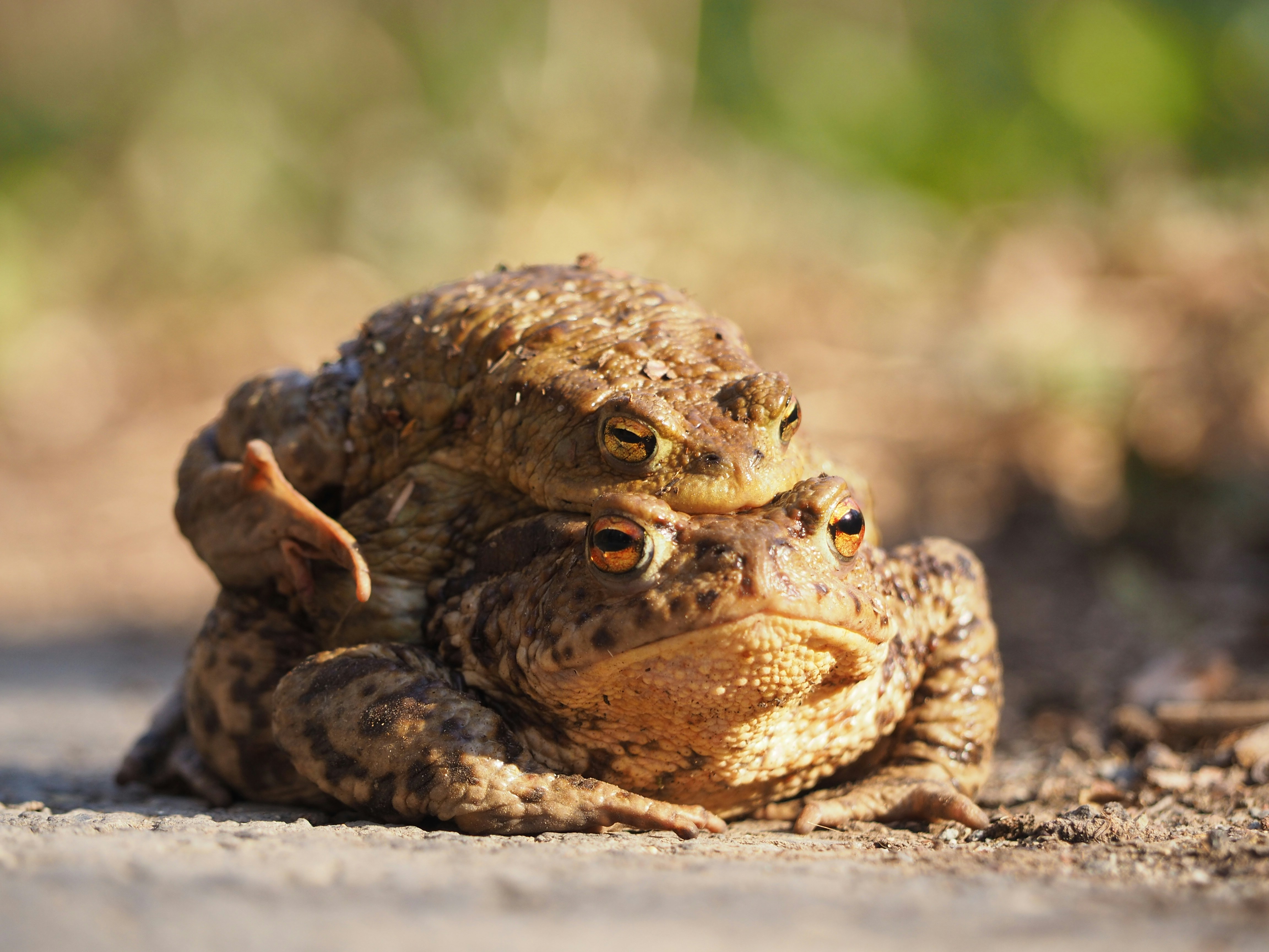 Two toads resting on a sunlit path surrounded by soft, blurred greenery.
