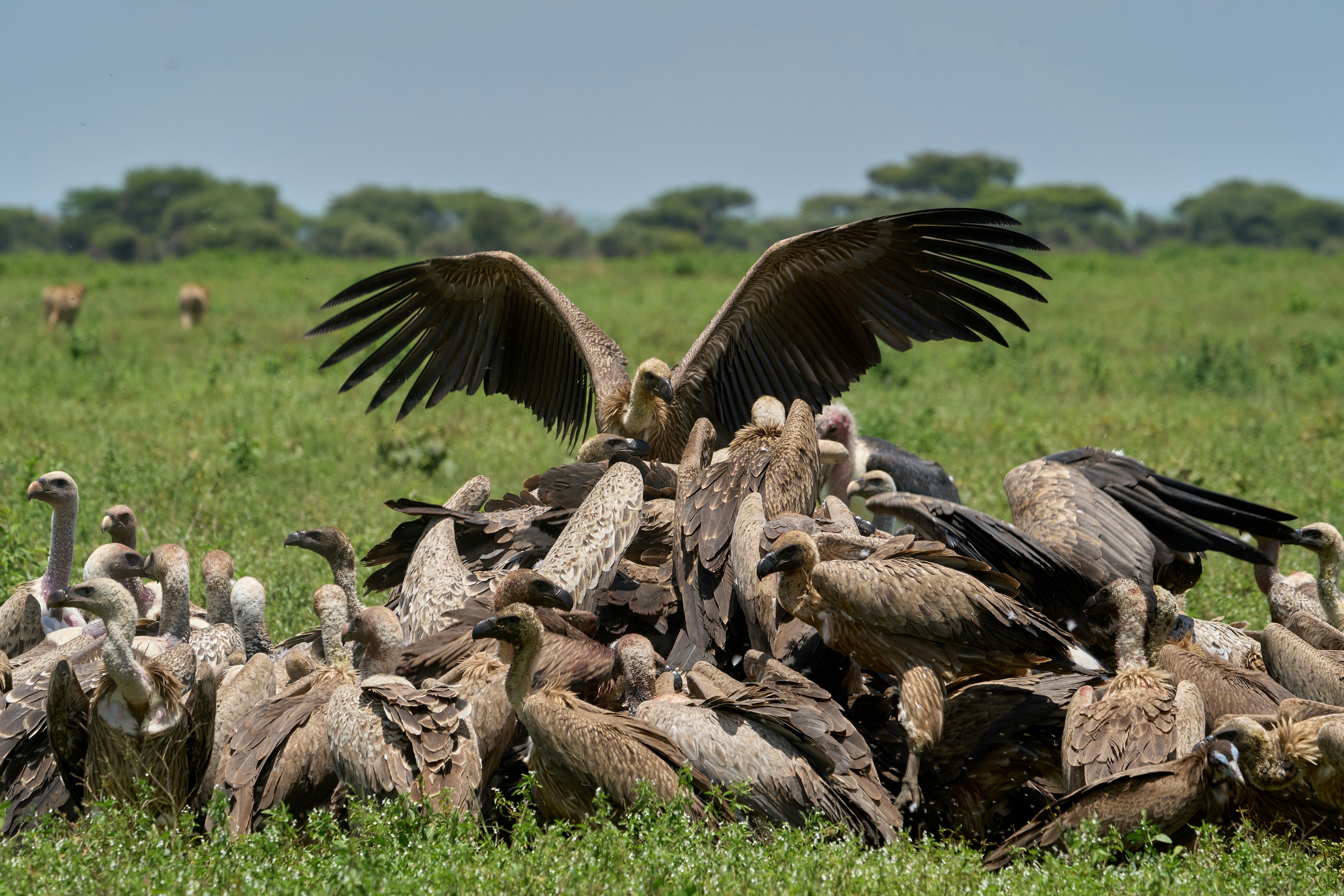 Winged Convergence: A Vulture Stack Under Open Grassland Light