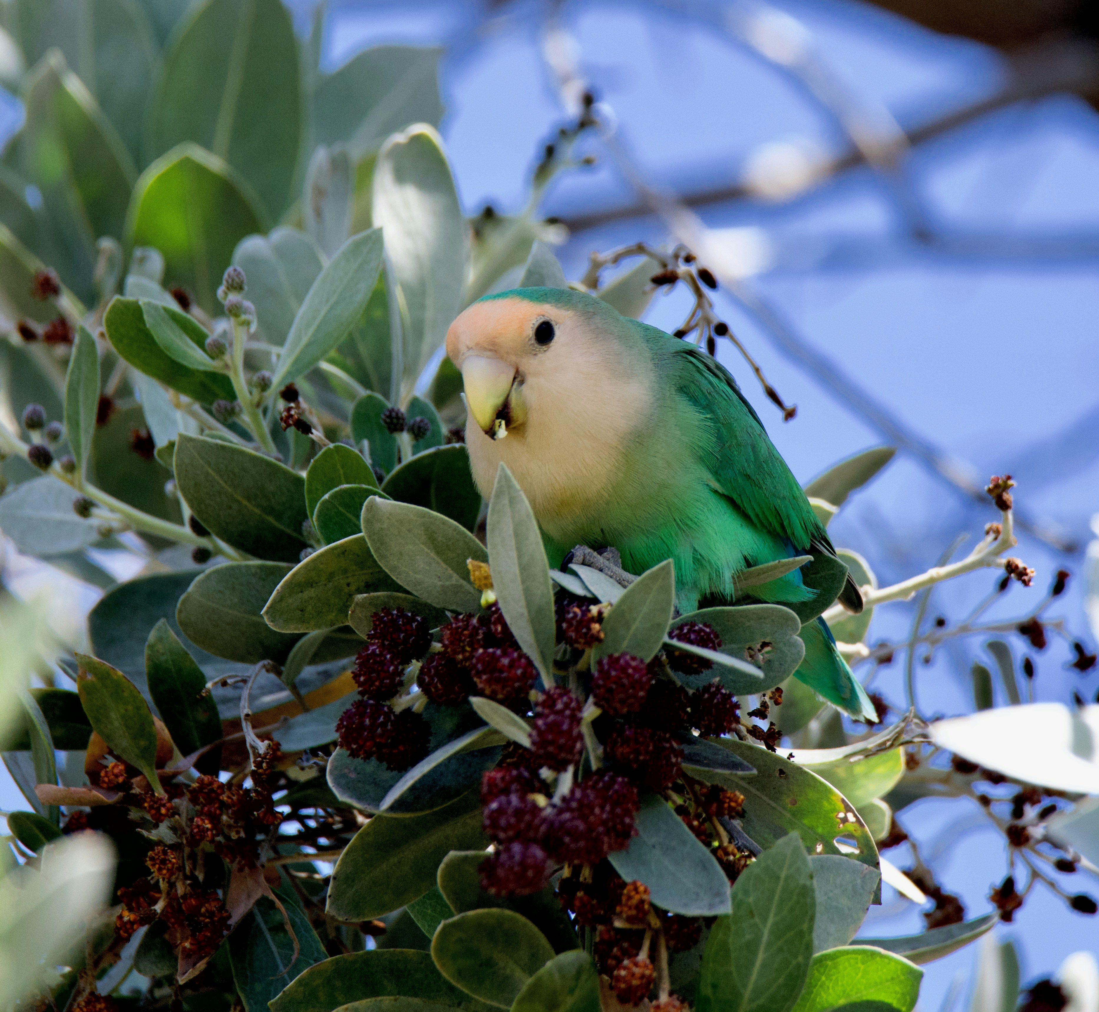 Emerald Peach-Faced Lovebird Perched Among Olive Foliage and Crimson Berries