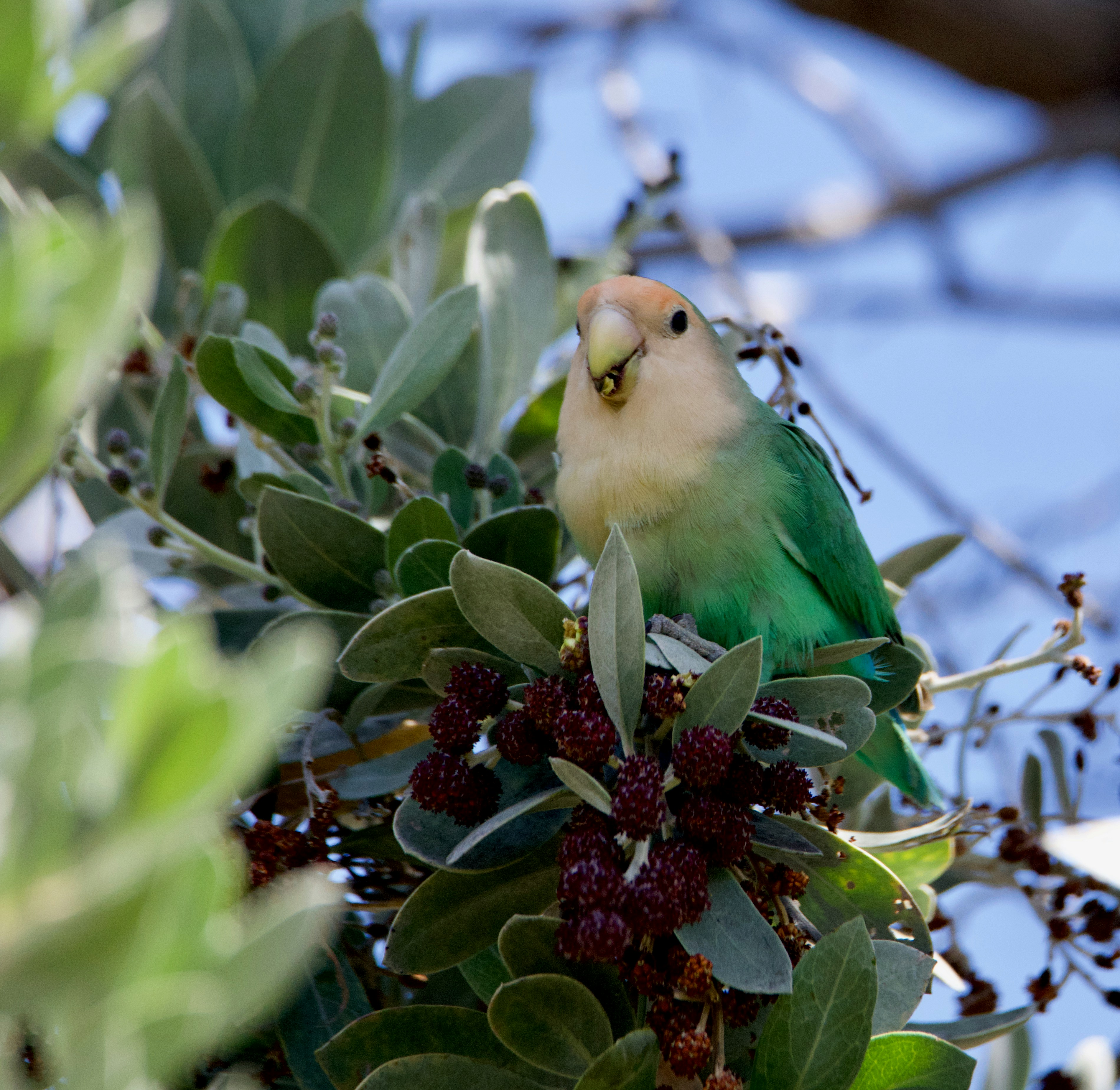 green and yellow bird on tree branch