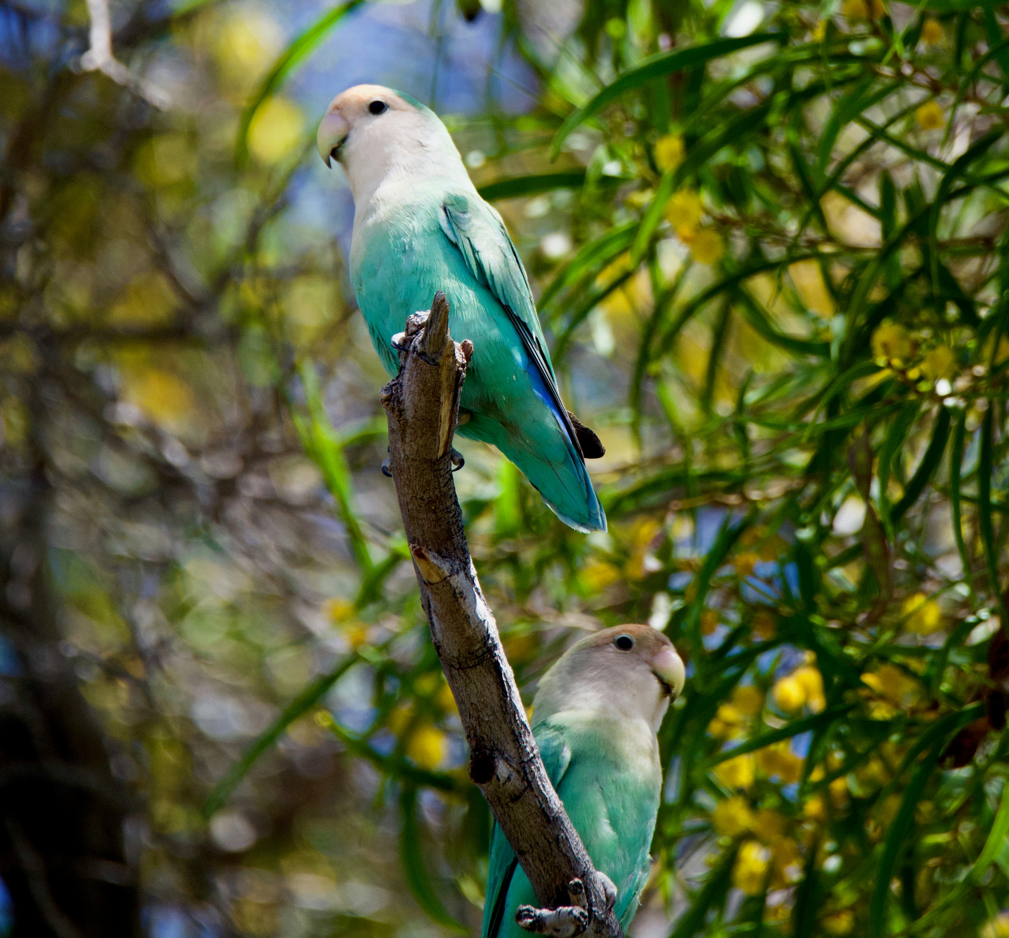 white and blue bird on brown tree branch during daytime