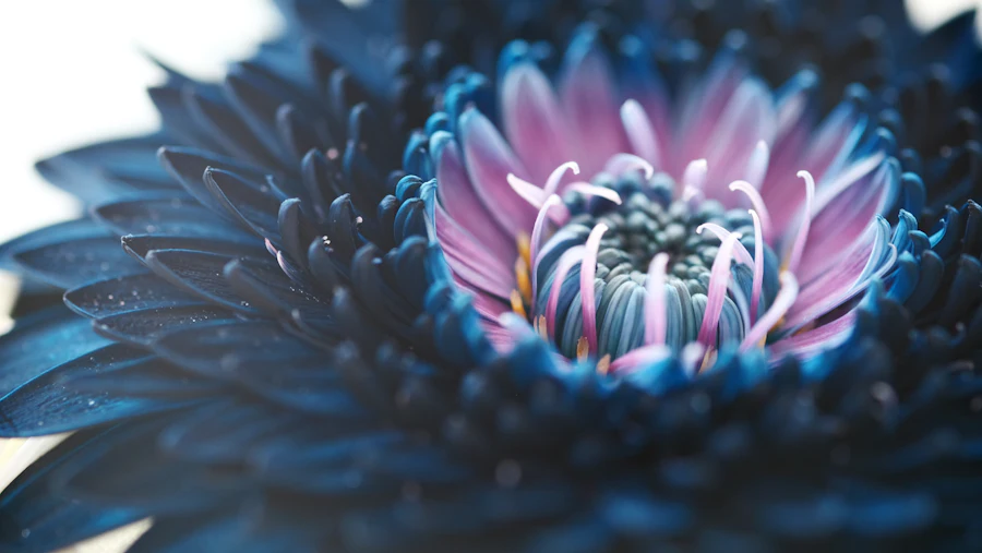 Close-up of a dark blue flower with layered petals and a soft pink center. The shallow depth of field isolates the bloom against a blurred background.