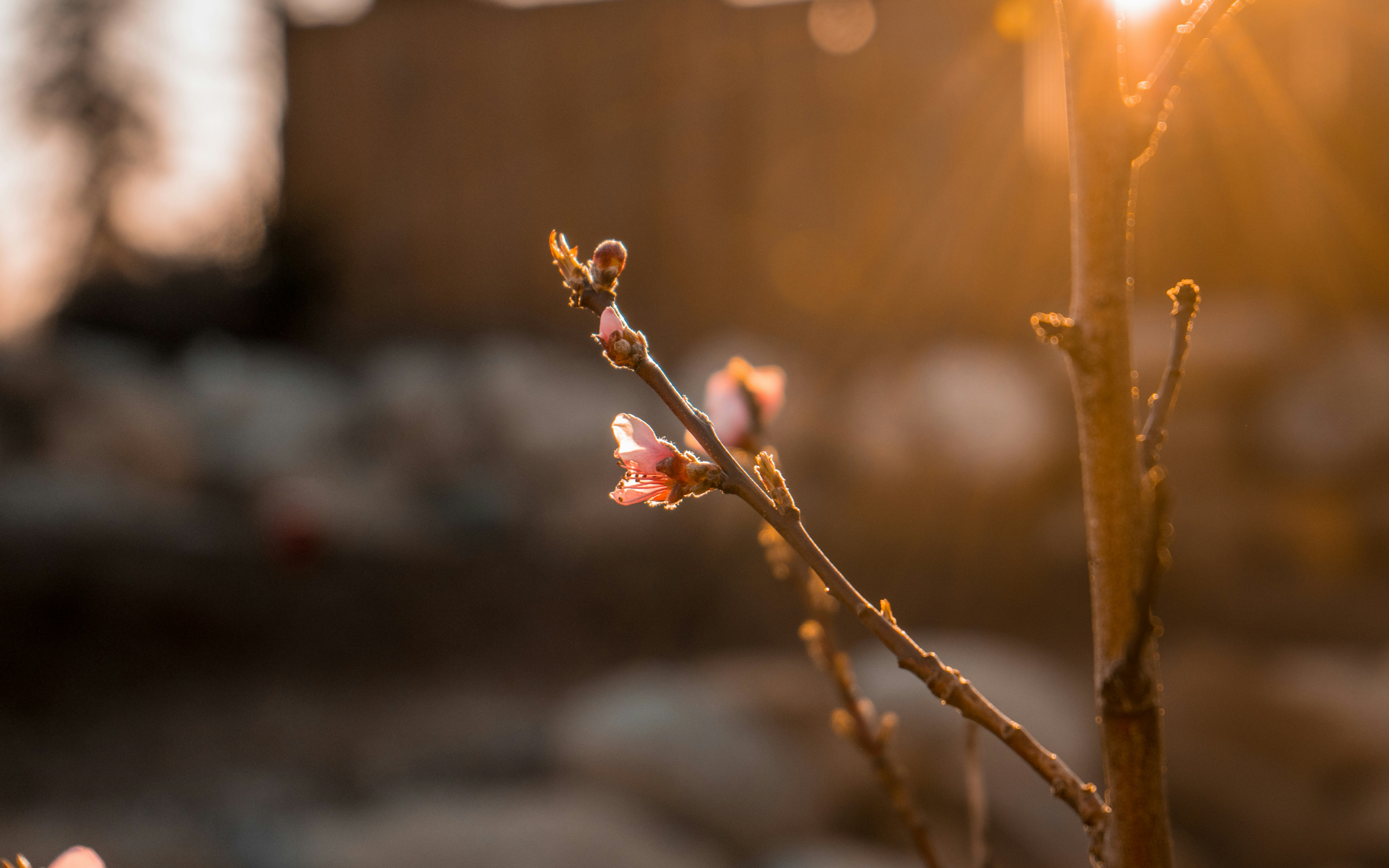 Golden Hour Blossom Portrait on a Sunlit Twig