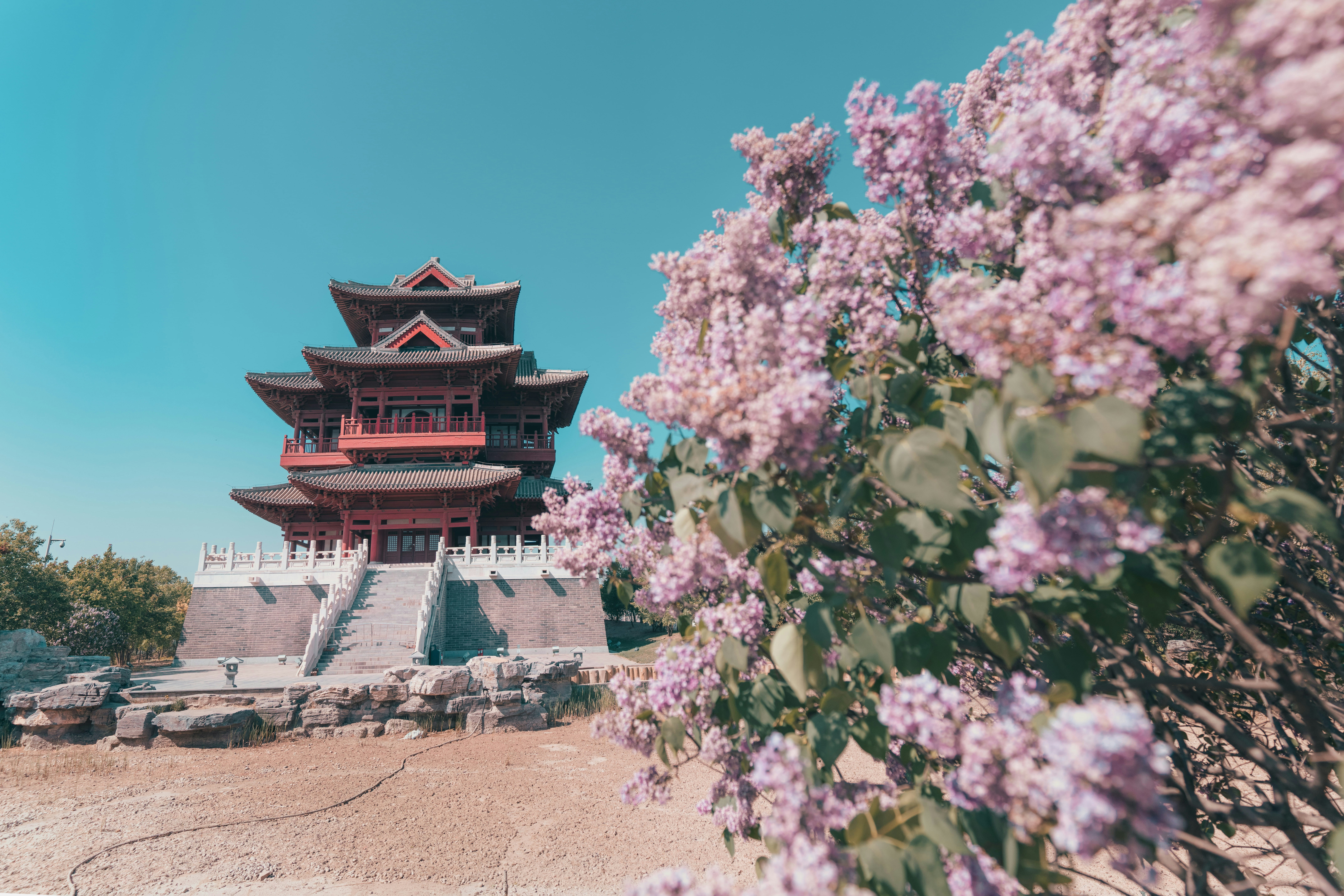 Pink cherry blossom tree near red and white temple under blue sky ...