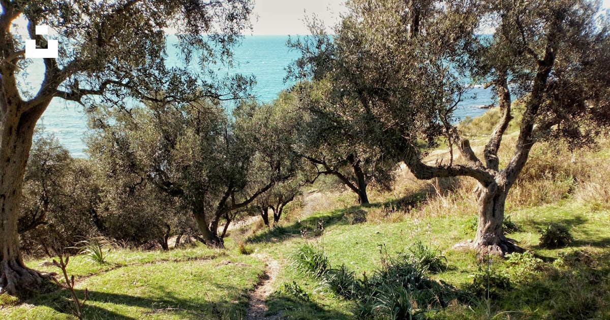 Green Grass Field Near Body Of Water During Daytime Photo Free Path