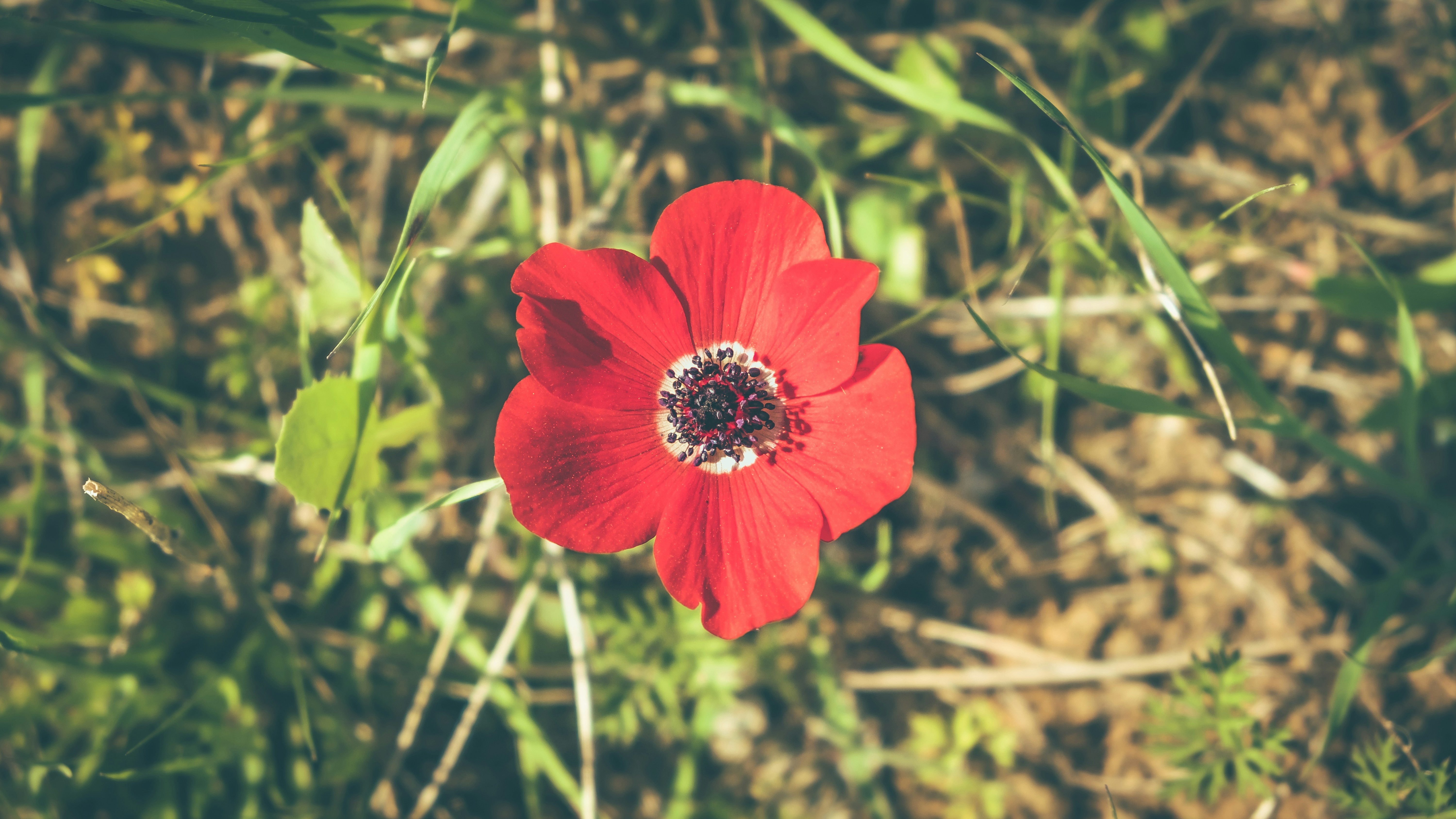 Vibrant red flower captured with tilt-shift effect against a blurred natural background.