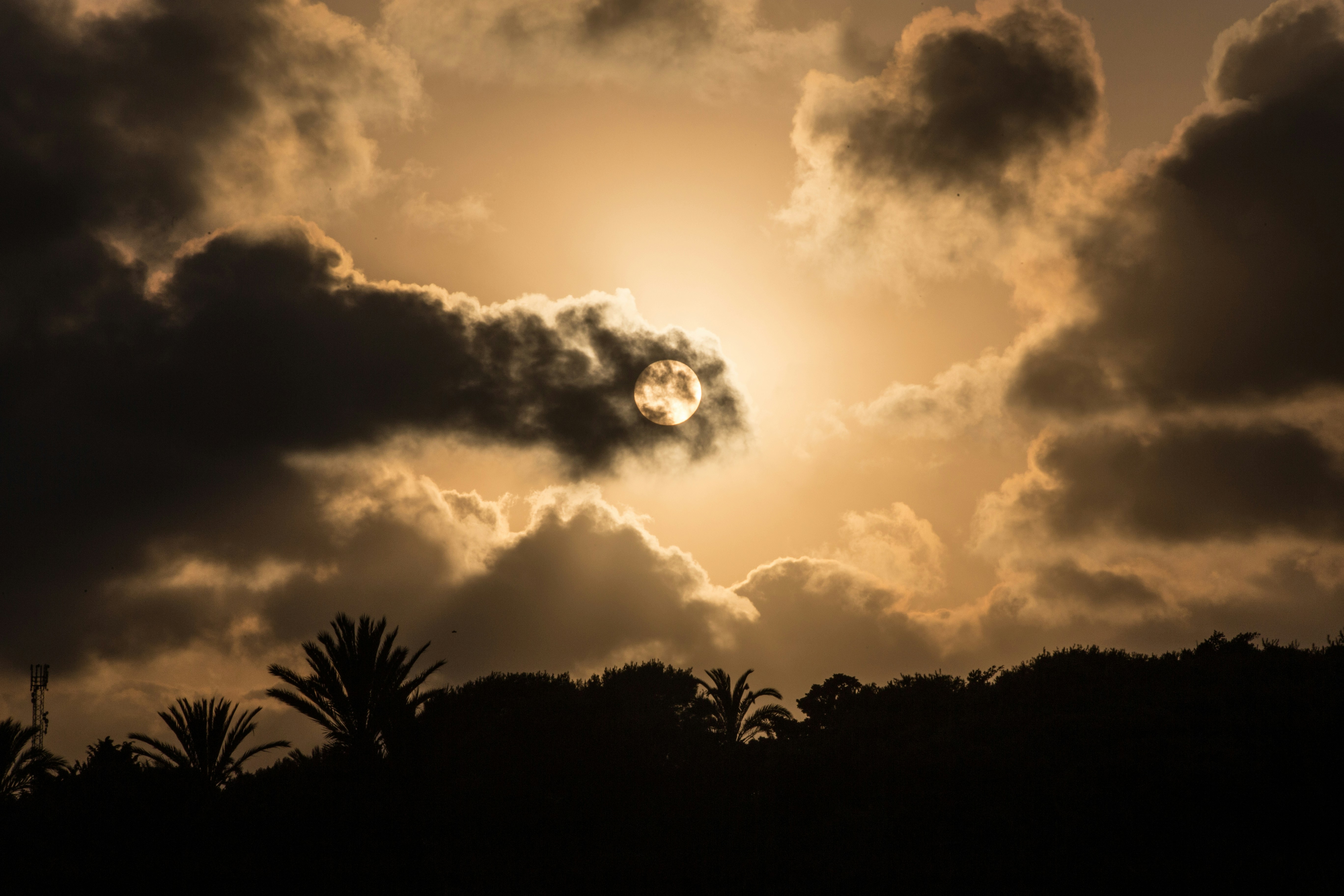 Sun-Pierced Silhouettes: Palm Ridge at Dusk
