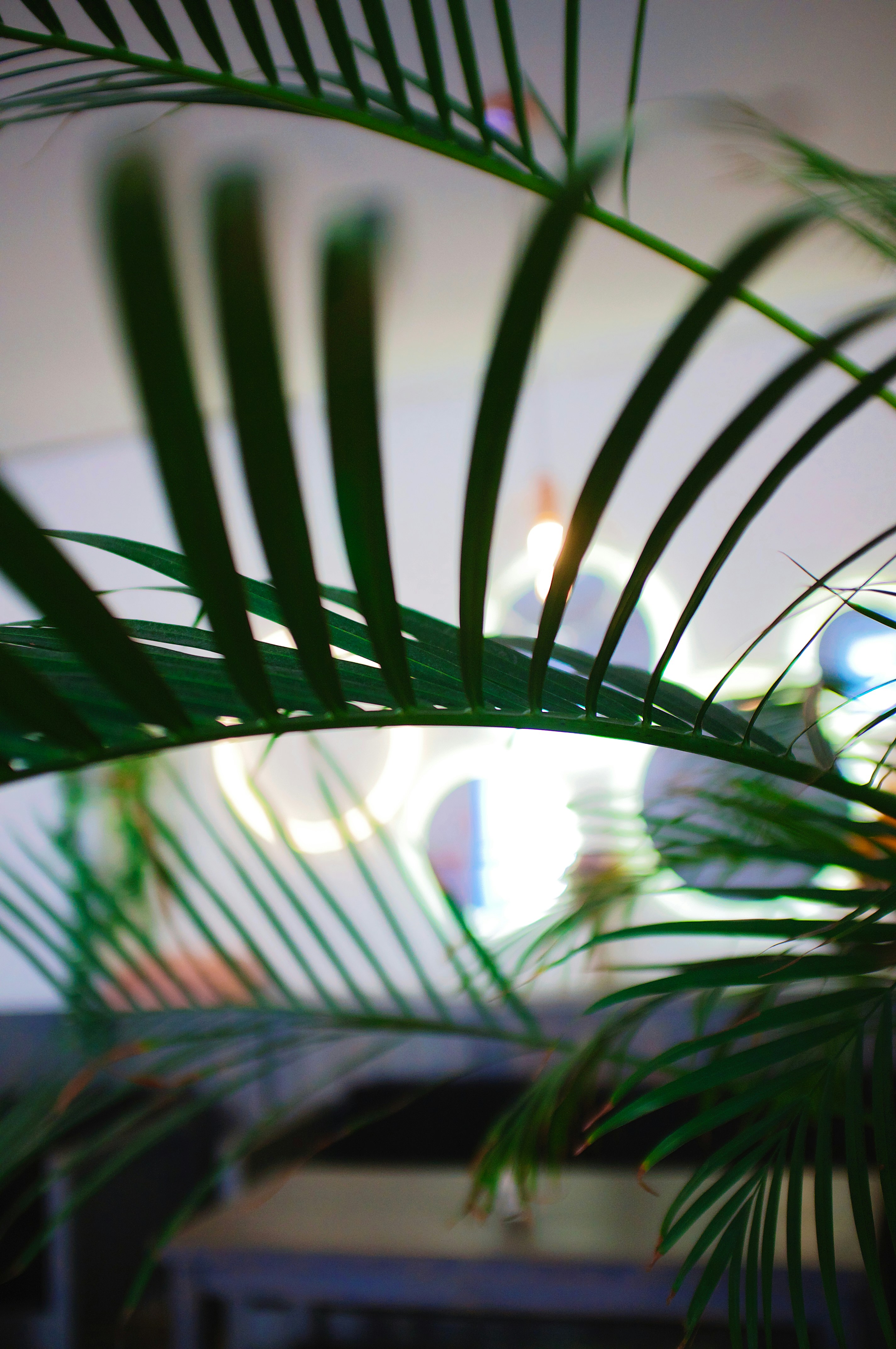 Fronds Framing a Quiet Indoor Glow