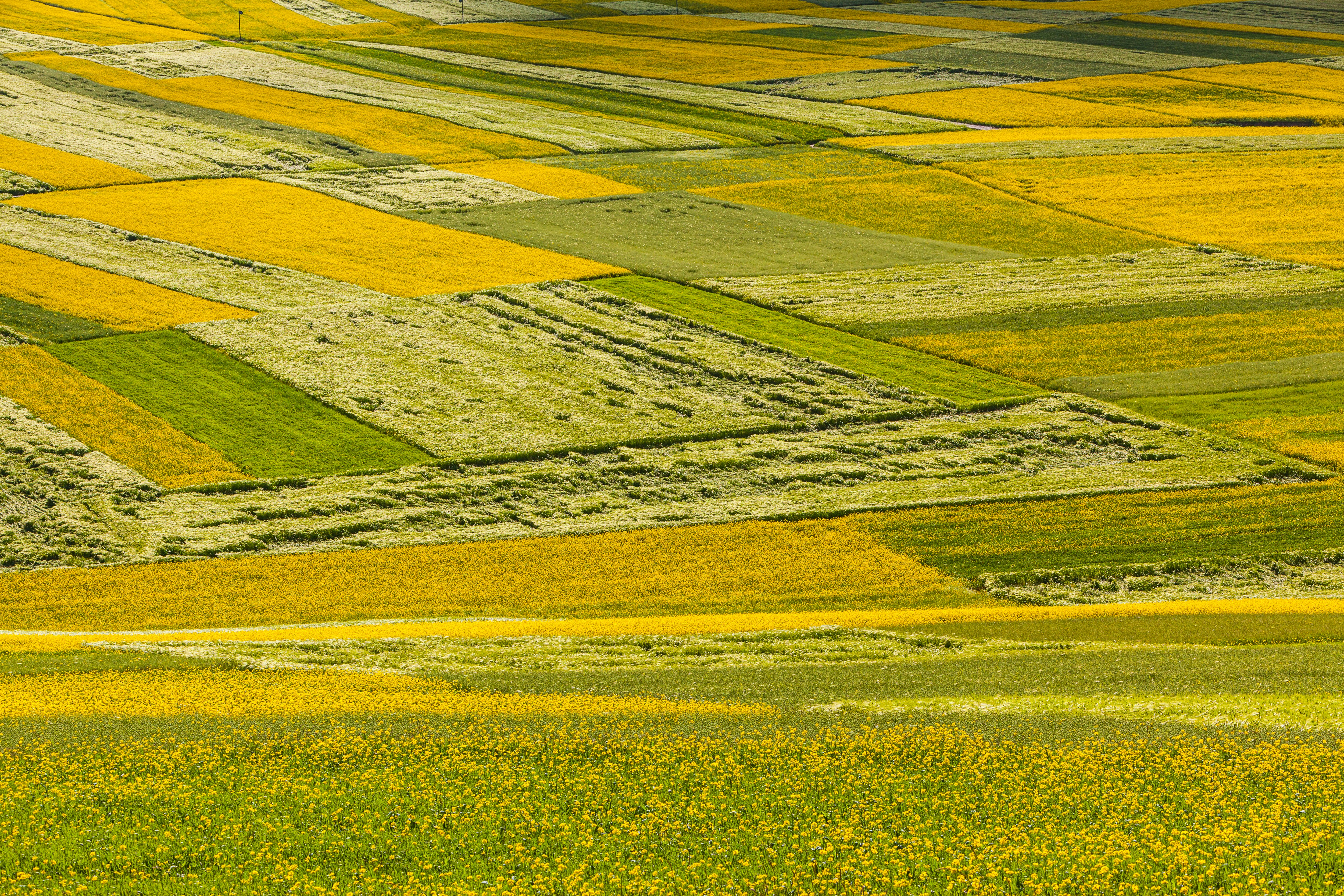 Flowering Rapeseed fields in Qinghai province, China