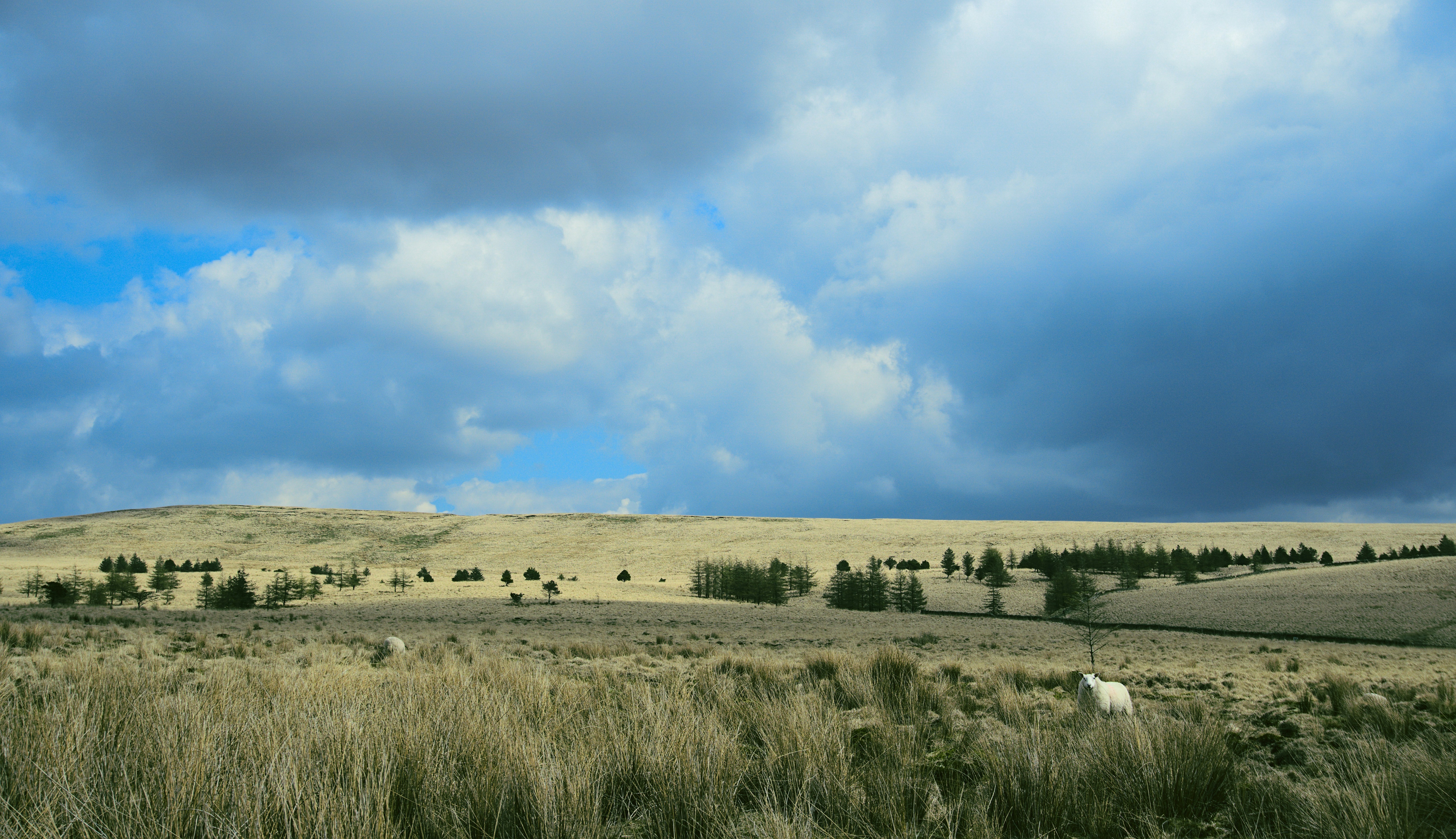 Expansive grassy field under a dynamic sky, dotted with distant trees and grazing sheep. The scene conveys tranquility and the beauty of rural life.