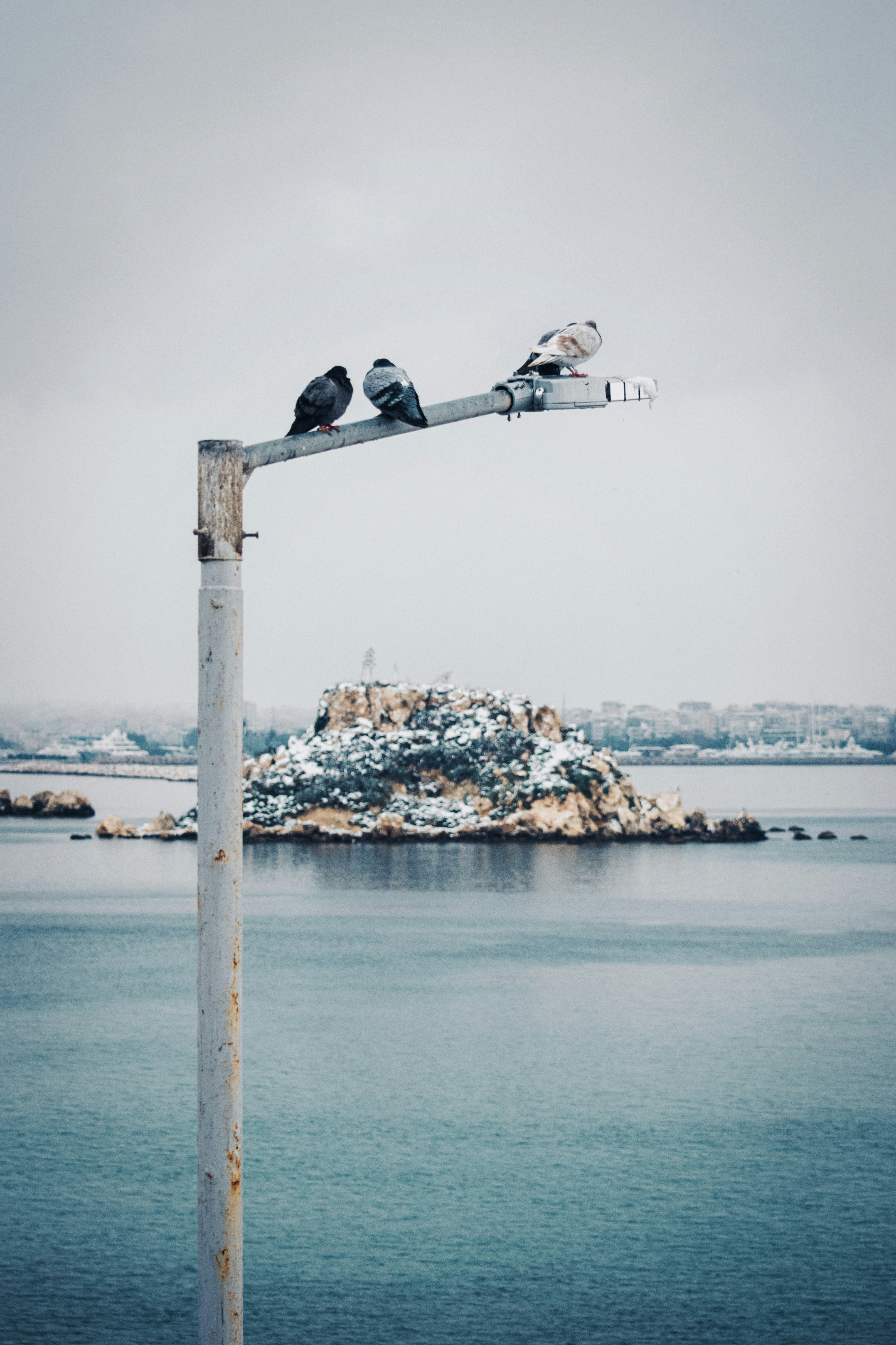 Four birds resting on a metal pole with a snowy island backdrop, capturing a serene coastal scene.