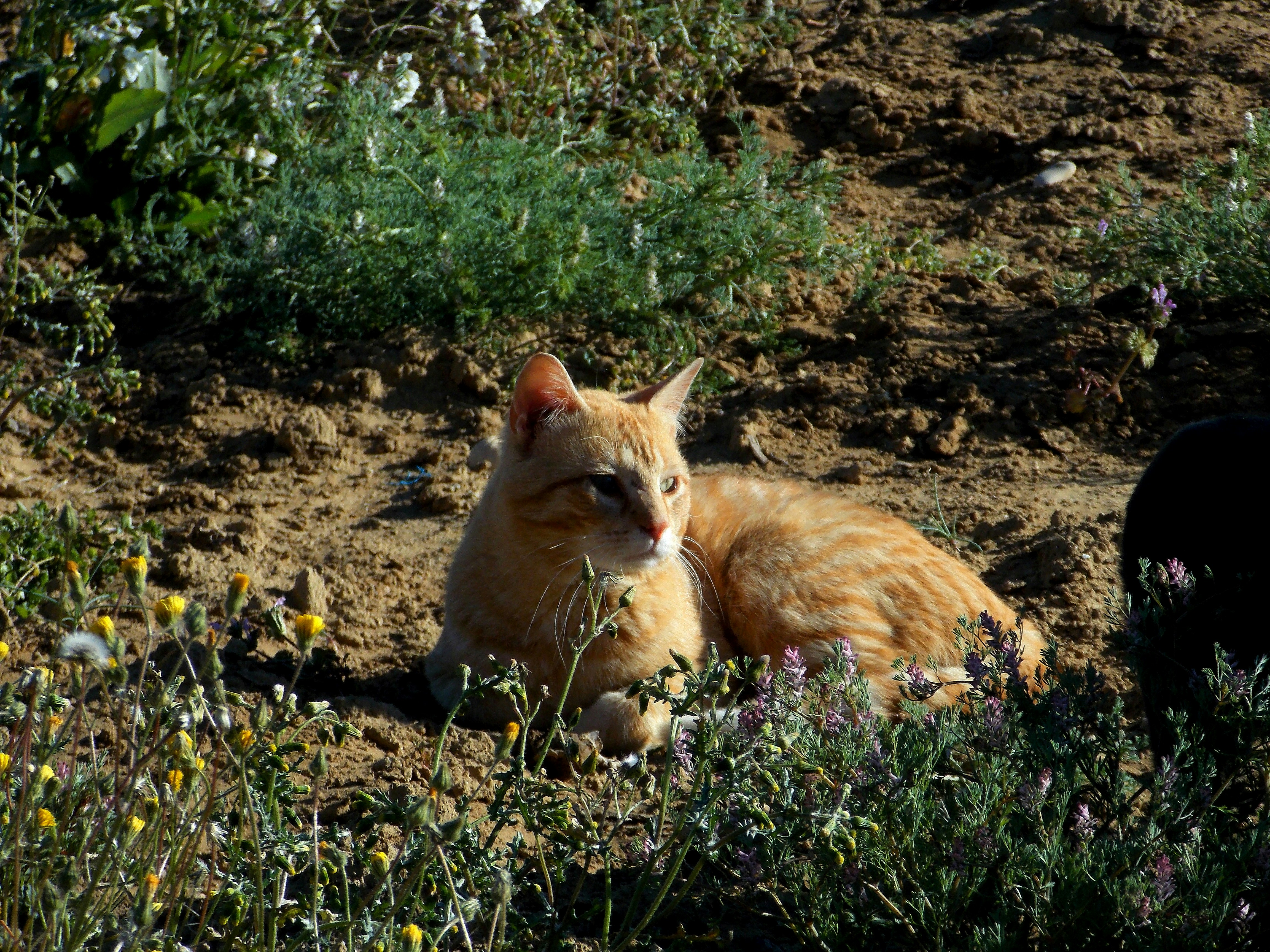 Orange tabby resting in a sunlit garden bed among wildflowers and shrubs. A quiet, natural outdoor moment captured in soft daylight.