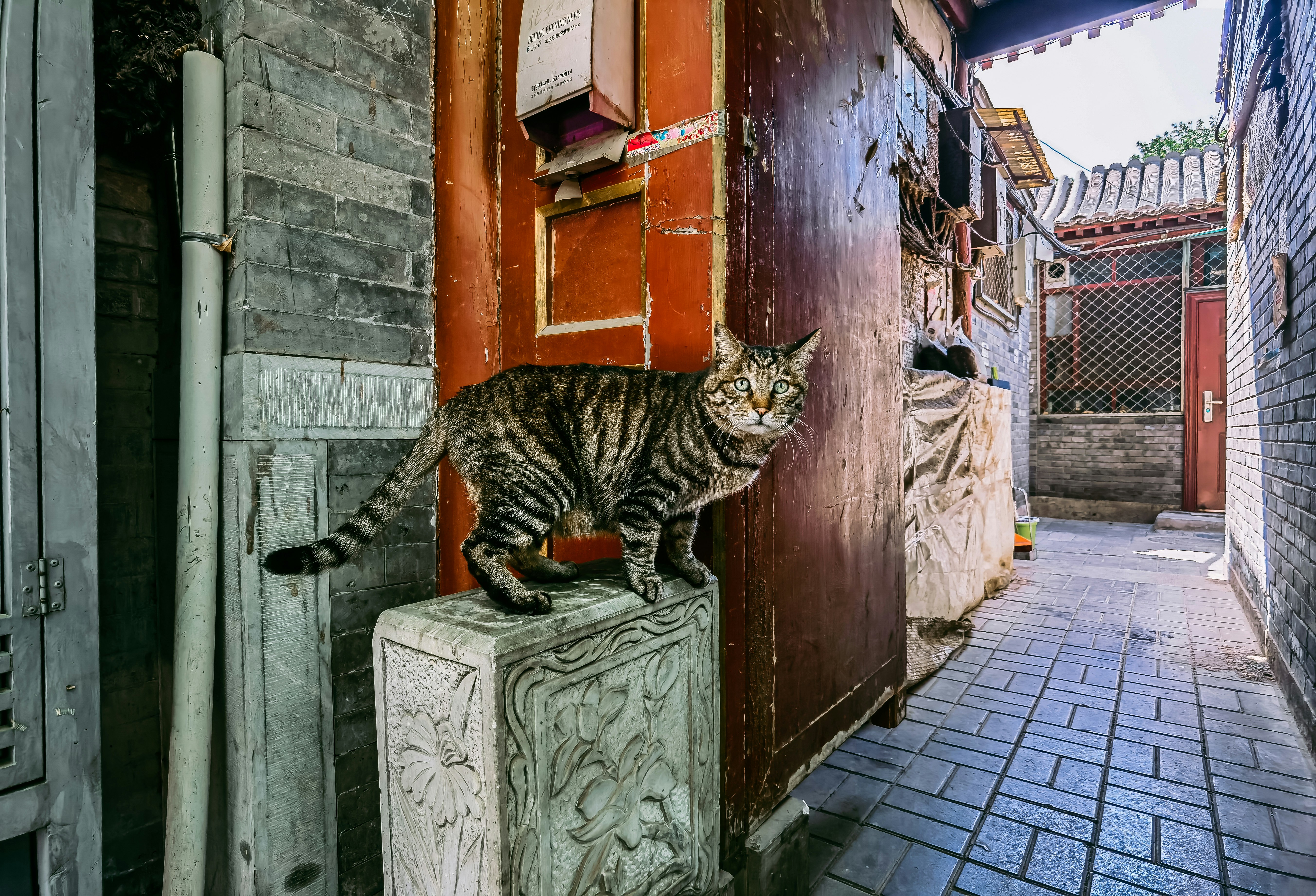 Tabby cat perched on a carved stone pedestal in a narrow alley framed by weathered doors and brick walls.