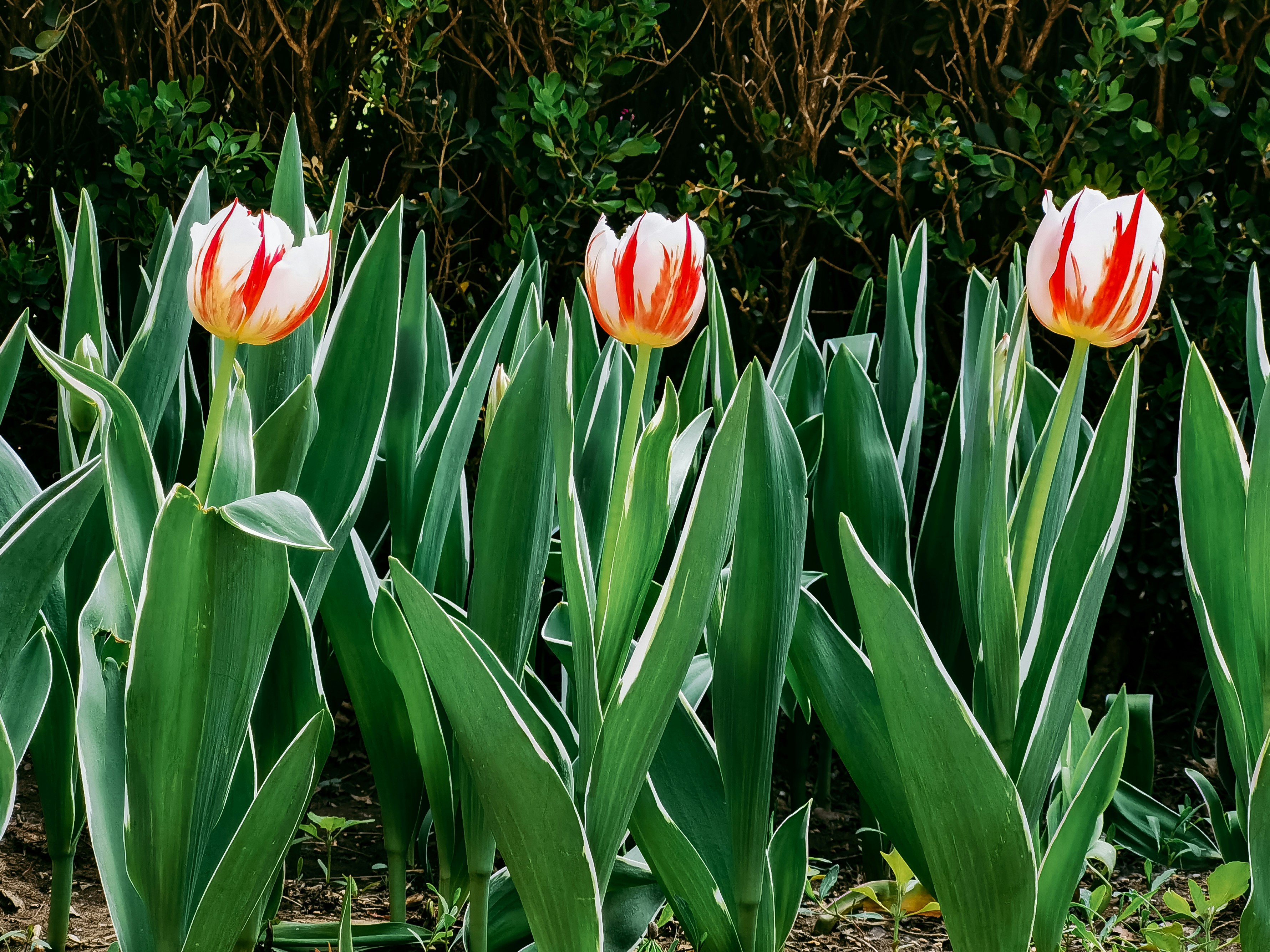 Three vibrant tulips with red and white petals stand tall among lush green leaves, showcasing the beauty of spring blooms.